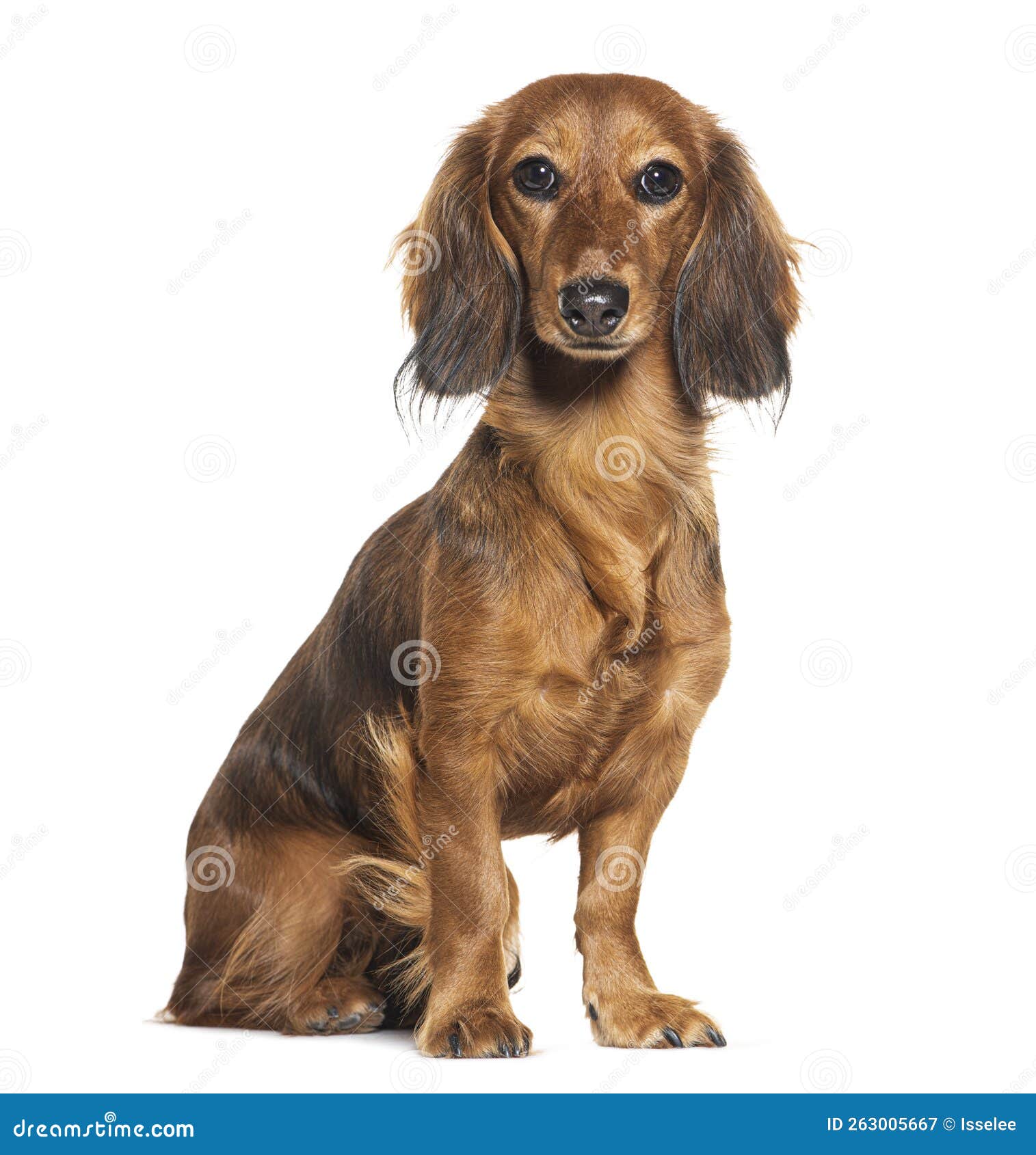 Perro De Dachshund Sentado Orgullosamente Aislado En Blanco Imagen de ...
