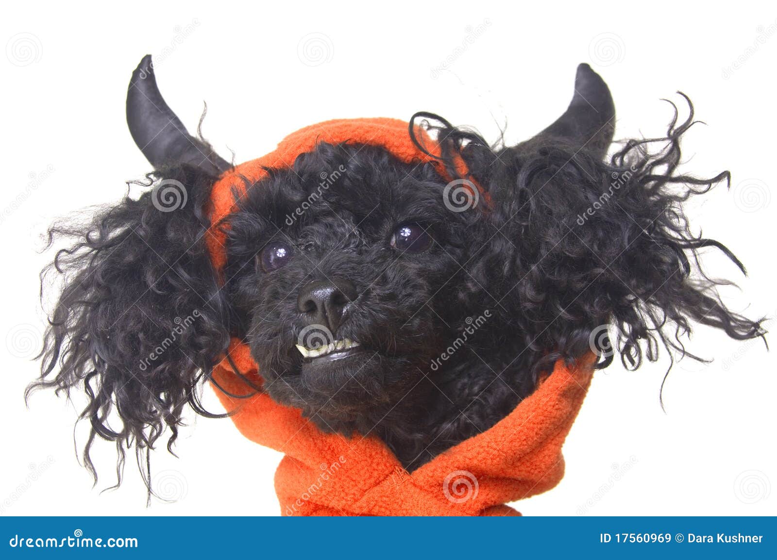 Perro de diablo imagen de archivo. Imagen de pelo, demonio - 17560969