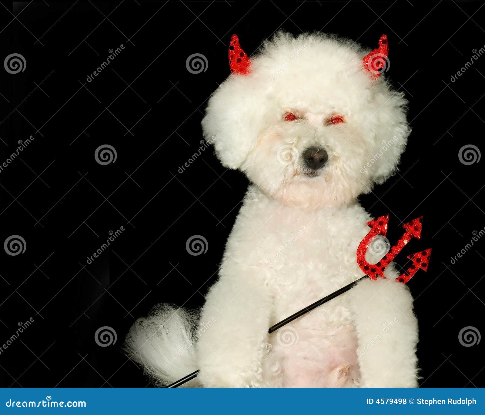 Perro de diablo foto de archivo. Imagen de obediencia - 4579498