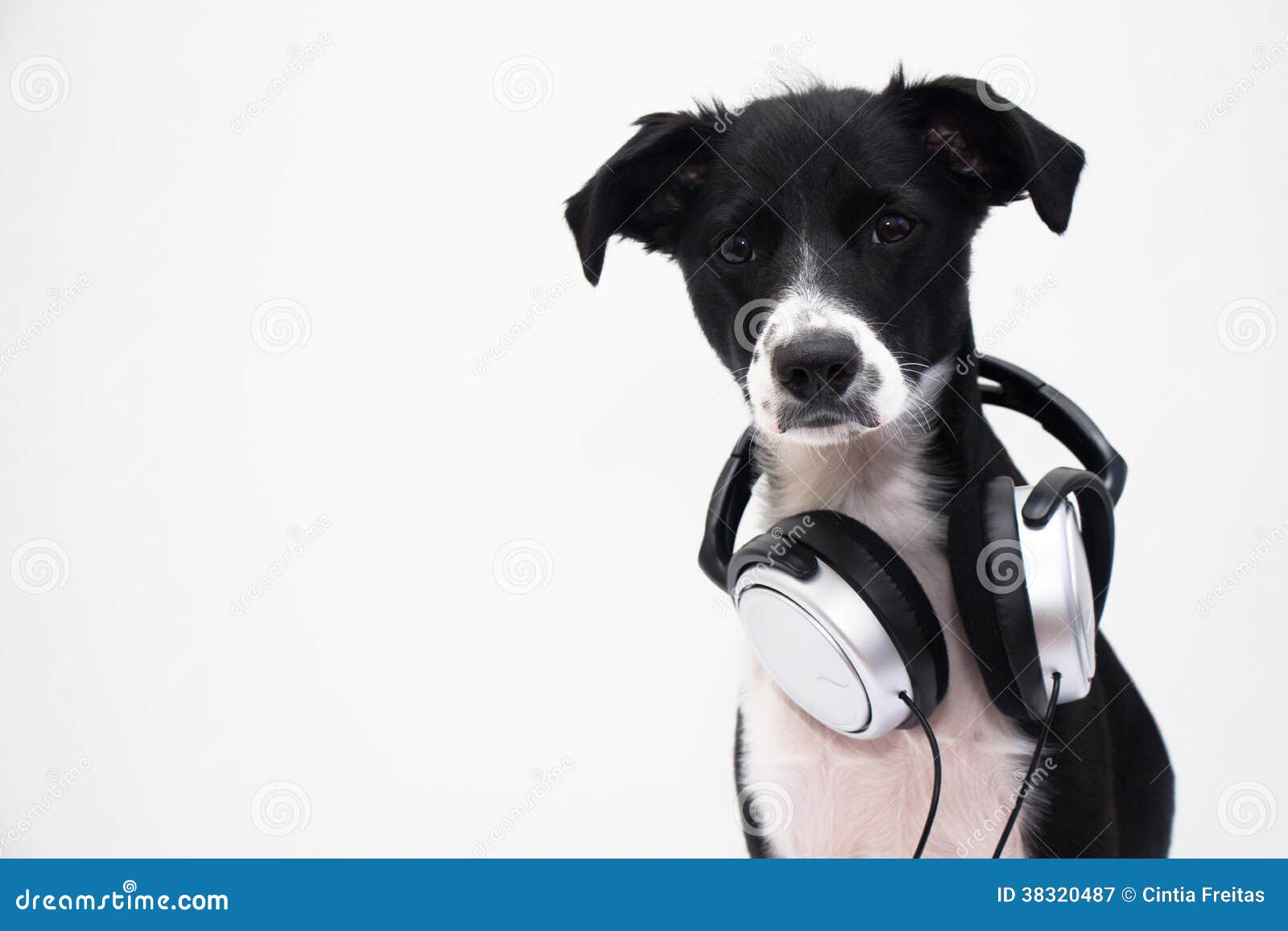 Perro de DJ imagen de archivo. Imagen de disco, fondo - 38320487