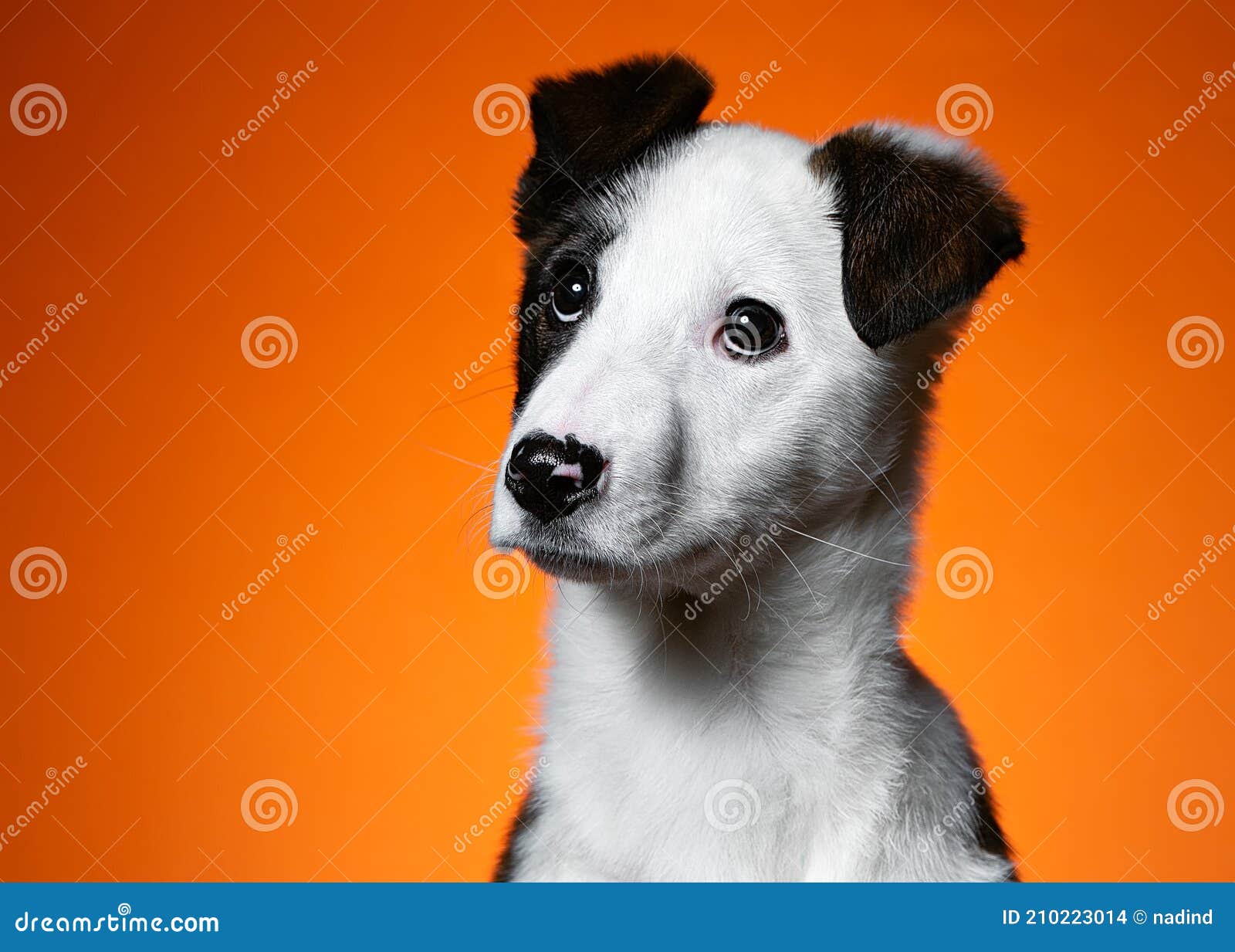 Perro de fondo naranja foto de archivo. Imagen de retrato - 210223014