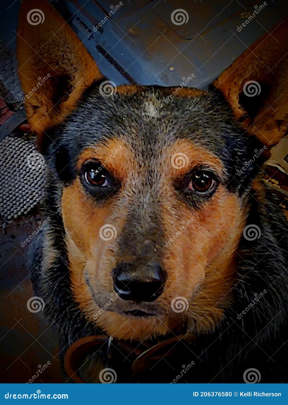 Perro De Ganado Azul Australiano Foto de archivo - Imagen de mascota ...