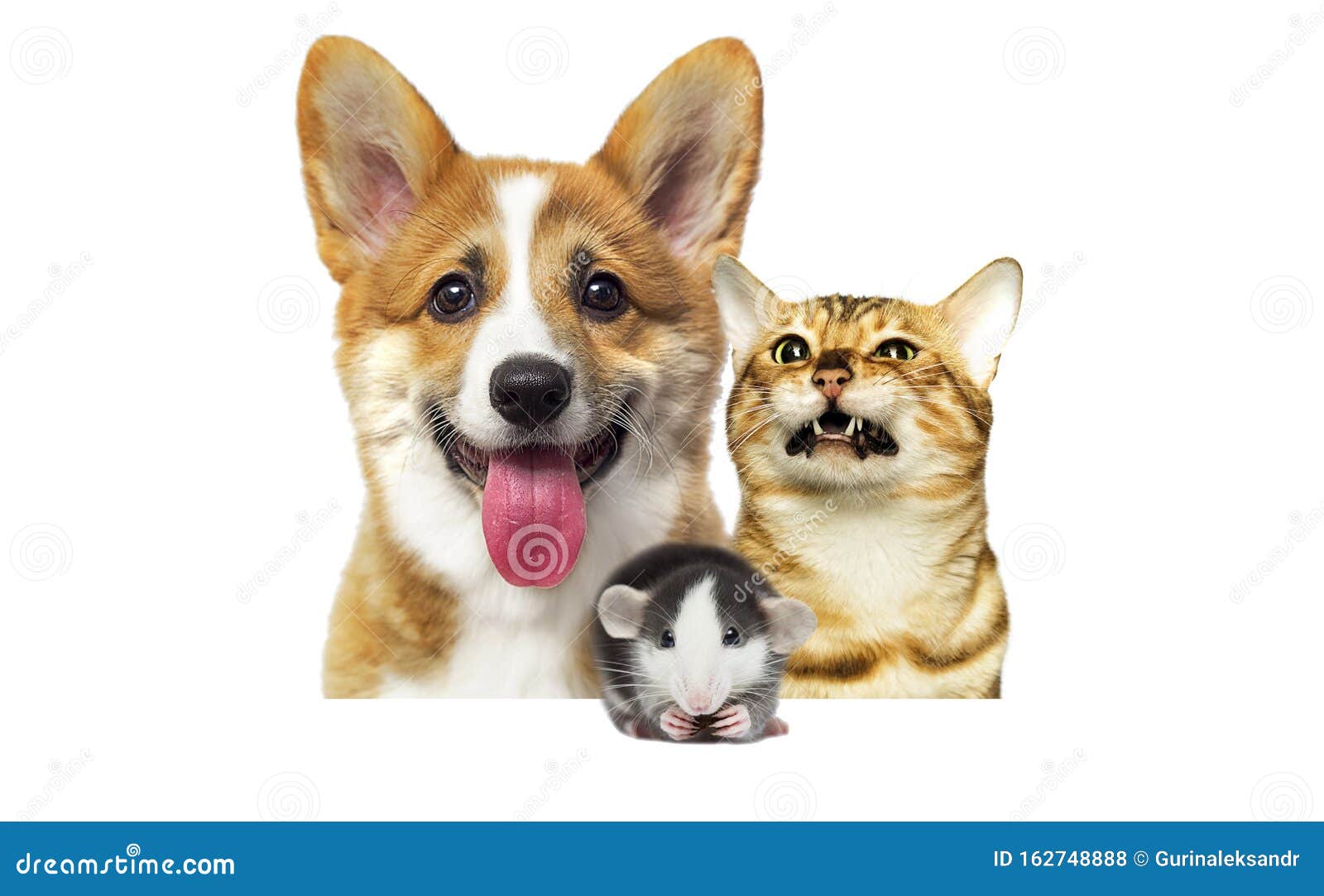 Perro De Gato Y Rata Juntos Foto de archivo - Imagen de pista, gato ...