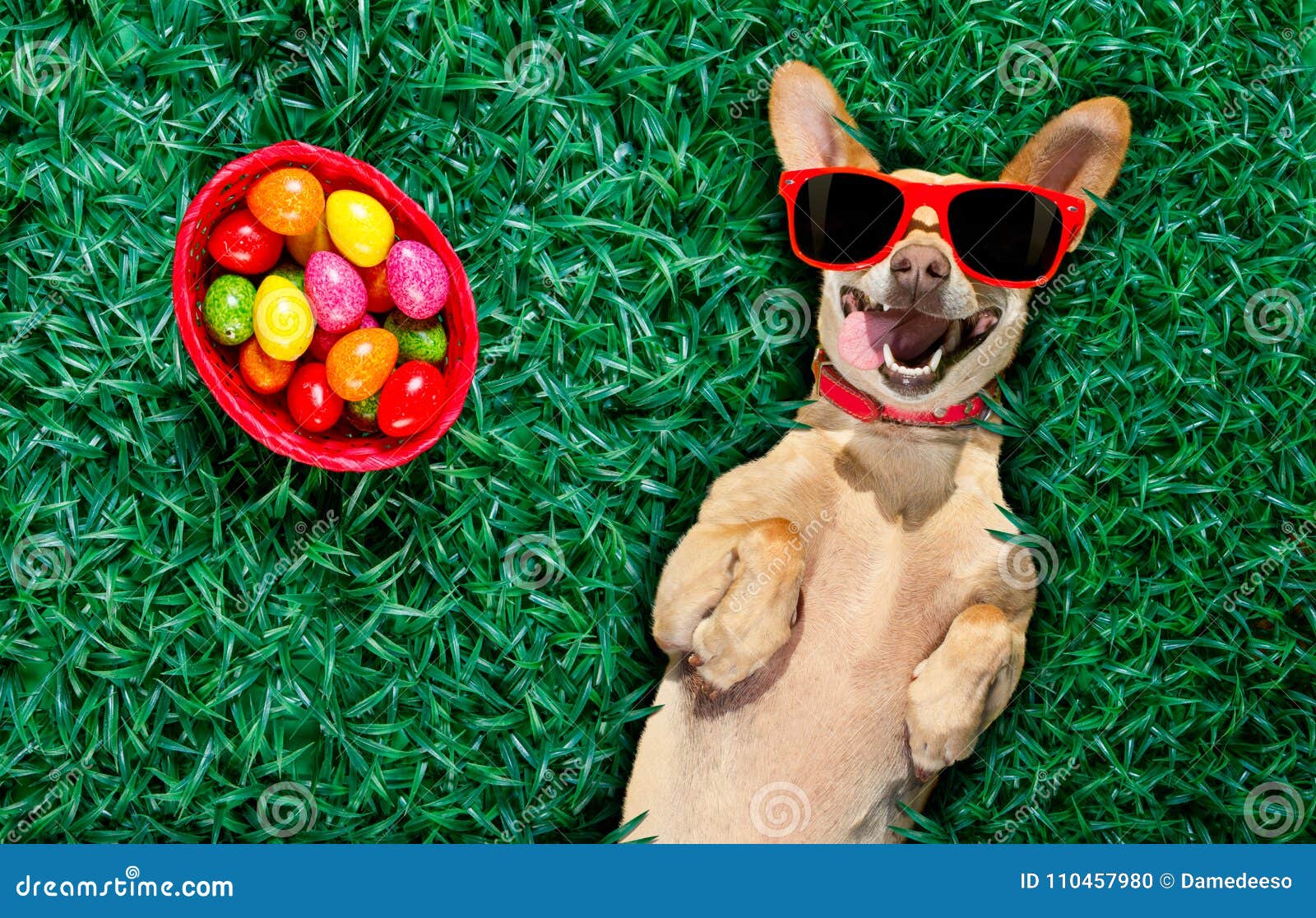 Perro De Hapy Pascua Con Los Huevos Foto de archivo - Imagen de bandera ...