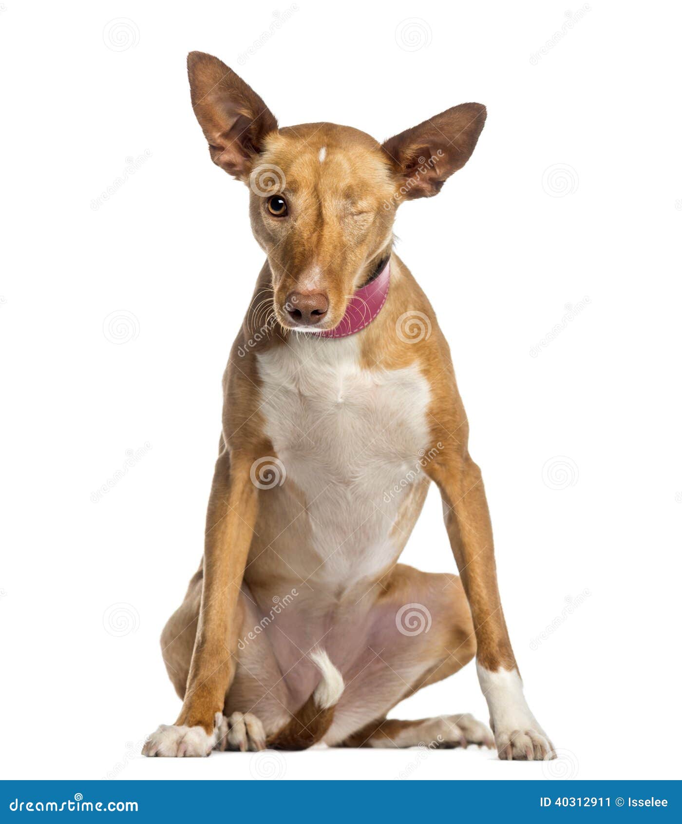 Perro De Ibizan Tuerto (2 Años) Imagen de archivo - Imagen de canino ...