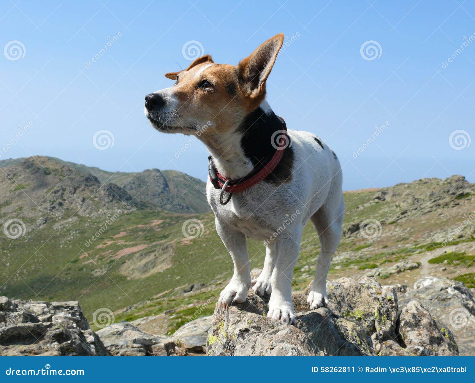 Perro De Jack Russell Terrier Que Presenta En La Piedra Imagen de ...