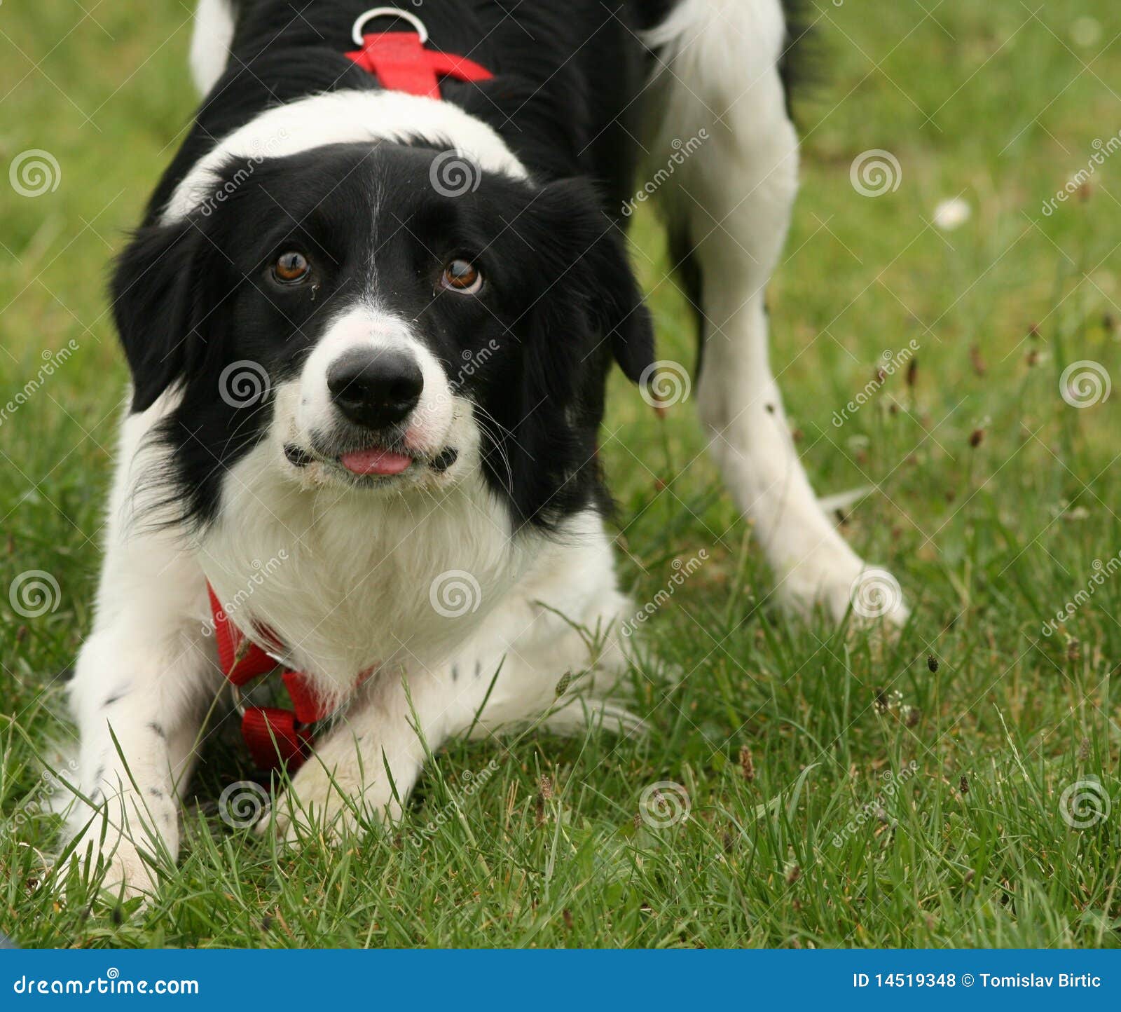 Perro De Koli Que Cuenta Con Un Comando Foto de archivo - Imagen de ...