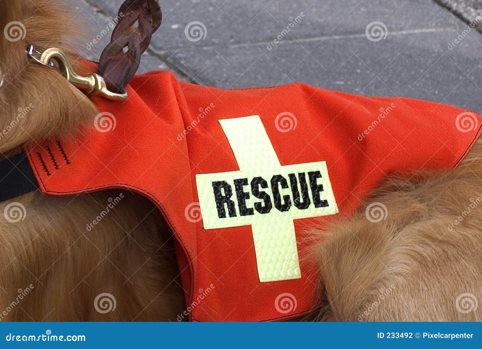 Perro De La Búsqueda Y Del Rescate. Foto de archivo - Imagen de cierre ...