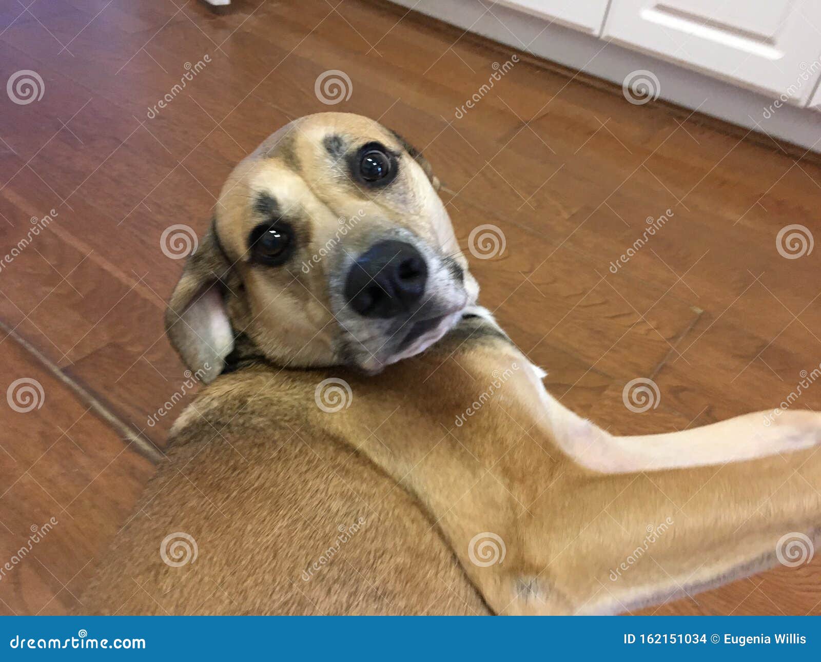 Perro de la boca negra foto de archivo. Imagen de honestidad - 162151034