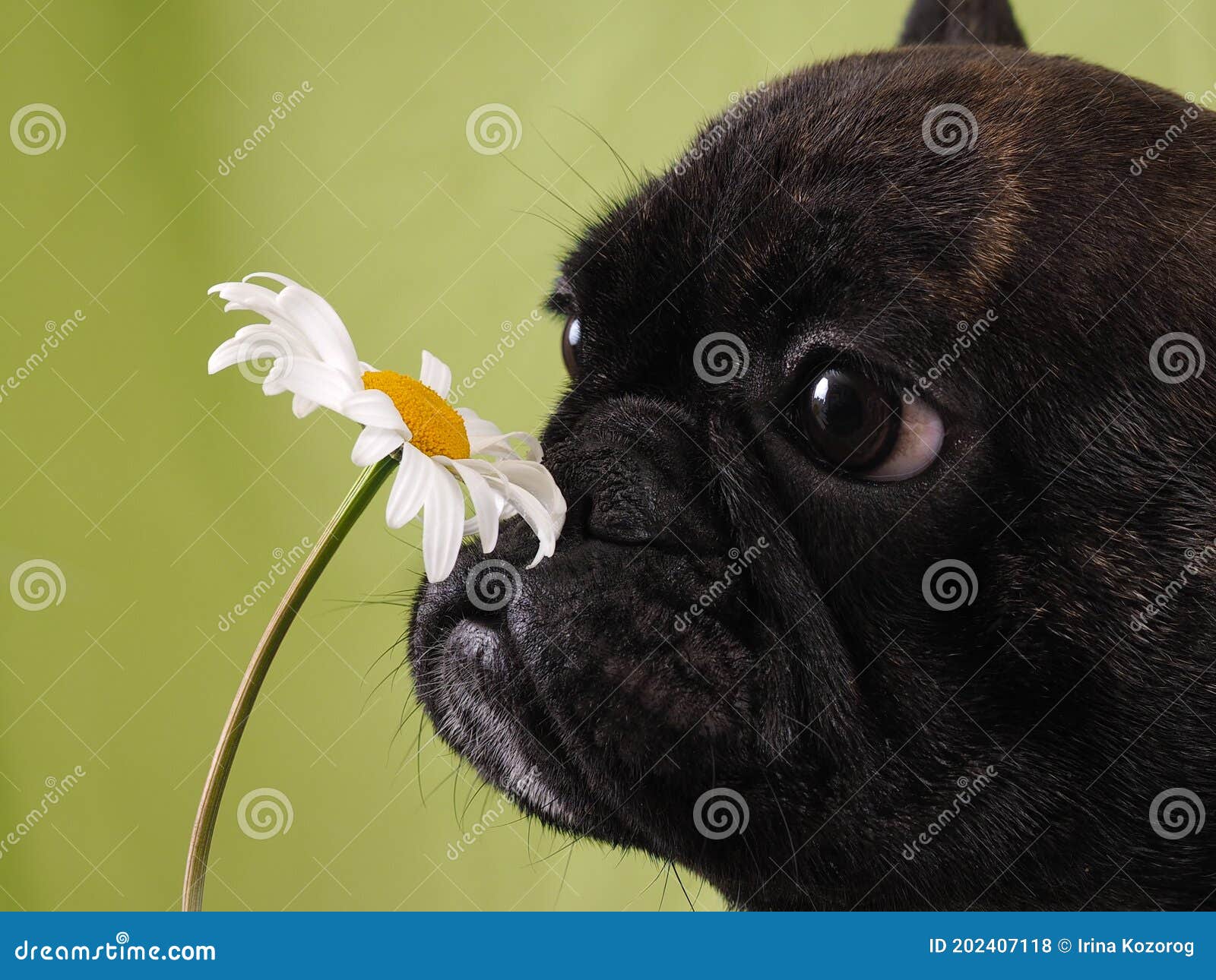 Perro Perro De Perro De Perro De La Cara Graciosa Olfateando Una Flor ...