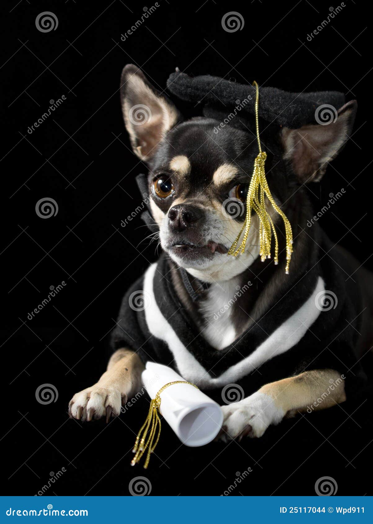 Perro de la graduación foto de archivo. Imagen de graduado - 25117044
