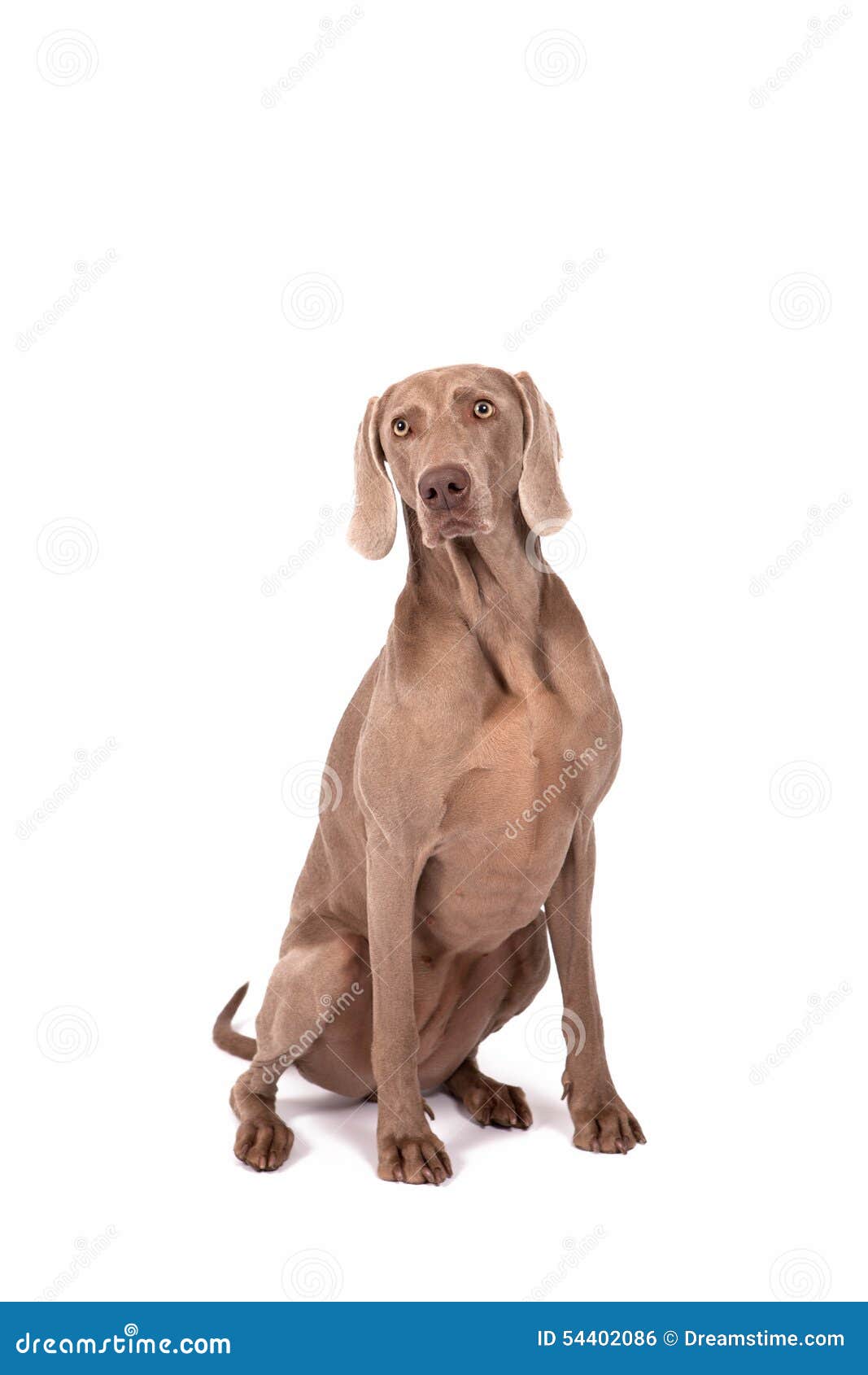 Perro De La Hembra De Weimaraner Foto de archivo - Imagen de apuntar ...