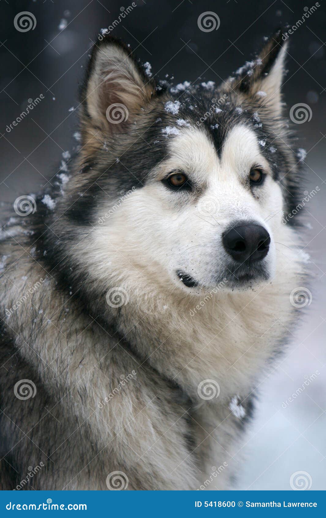 Perro de la nieve foto de archivo. Imagen de nieve, malamuta - 5418600