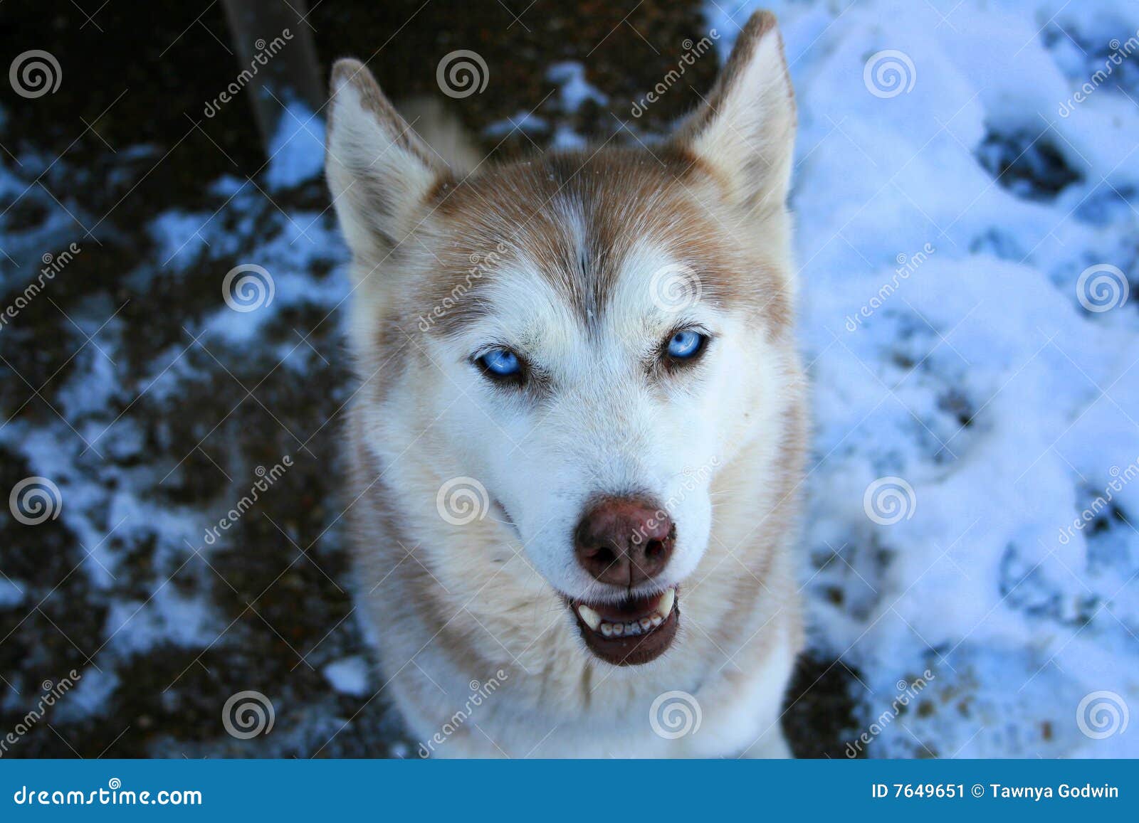 Perro de la nieve imagen de archivo. Imagen de siberiano - 7649651