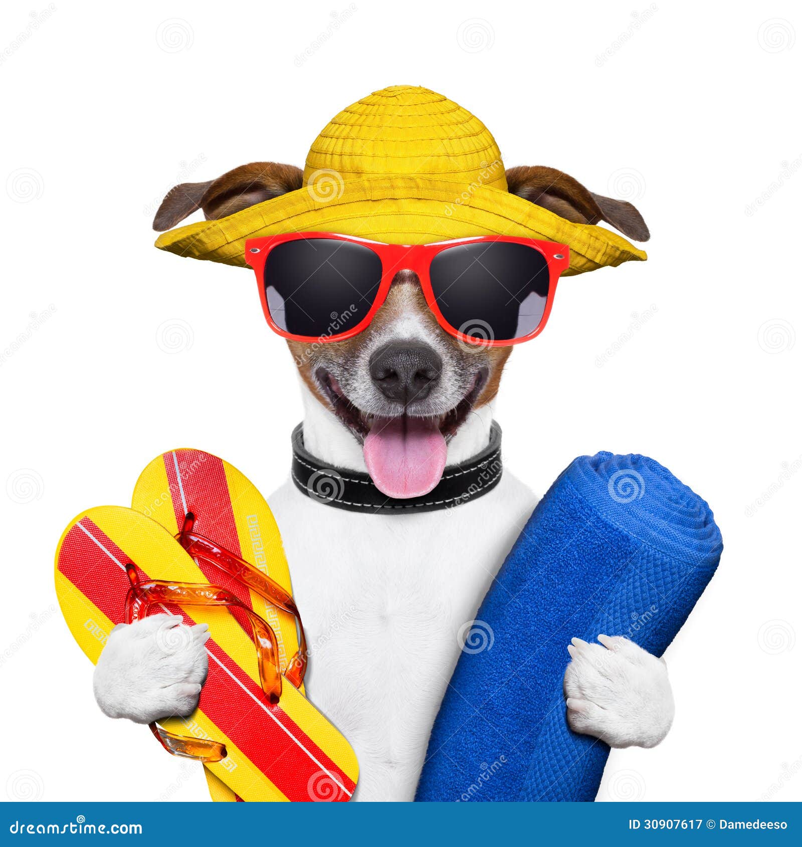 Perro De La Playa Del Verano Imagen de archivo - Imagen de caliente ...