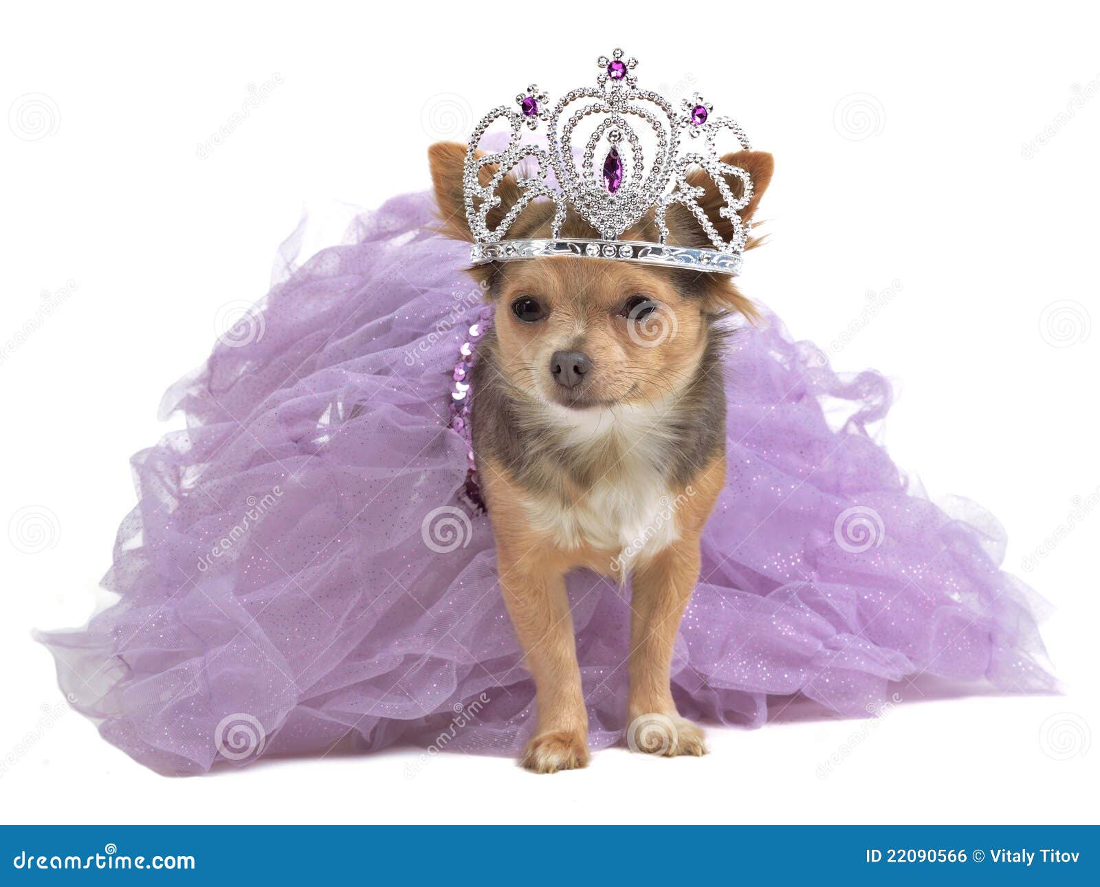 Perro De La Princesa Con Diadema Y La Alineada Foto de archivo - Imagen ...