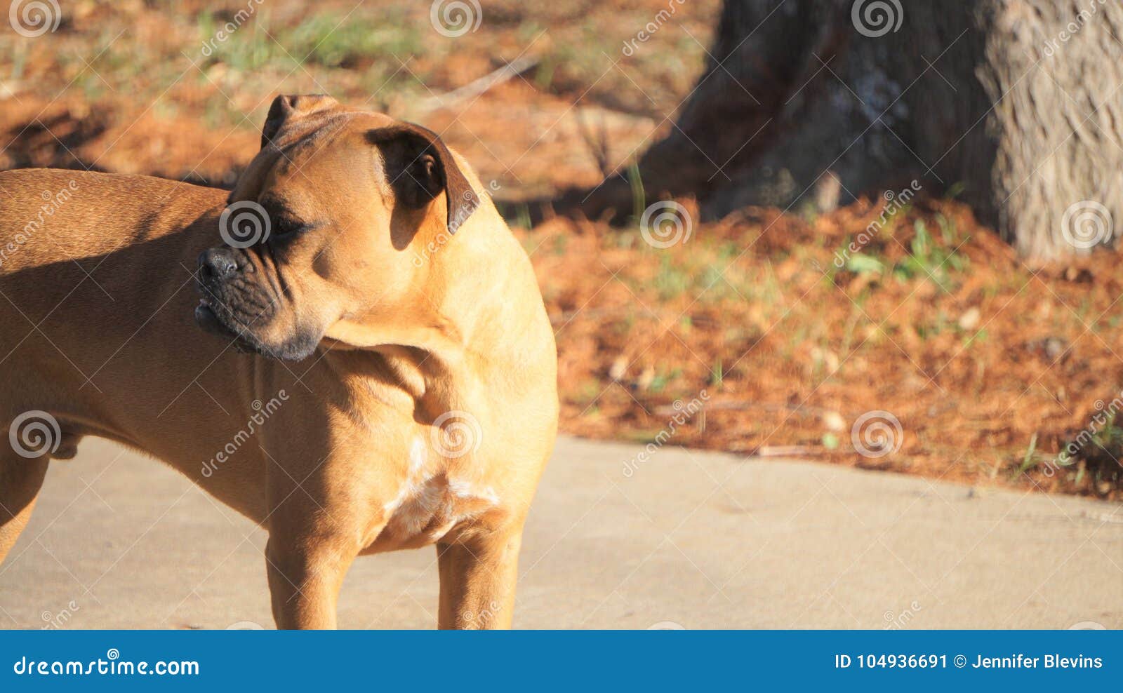 Perro De La Raza Del Boxeador Imagen de archivo - Imagen de activo ...