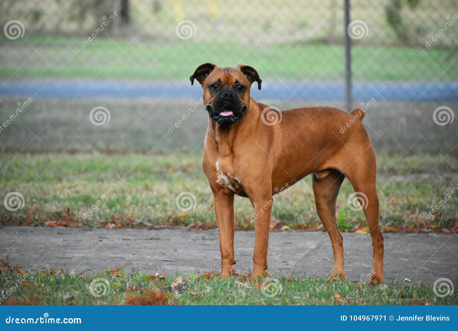 Perro De La Raza Del Boxeador Imagen de archivo - Imagen de fondo ...