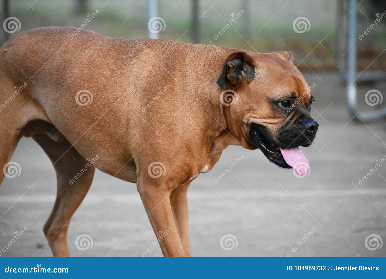 Perro De La Raza Del Boxeador Foto de archivo - Imagen de boxeador ...