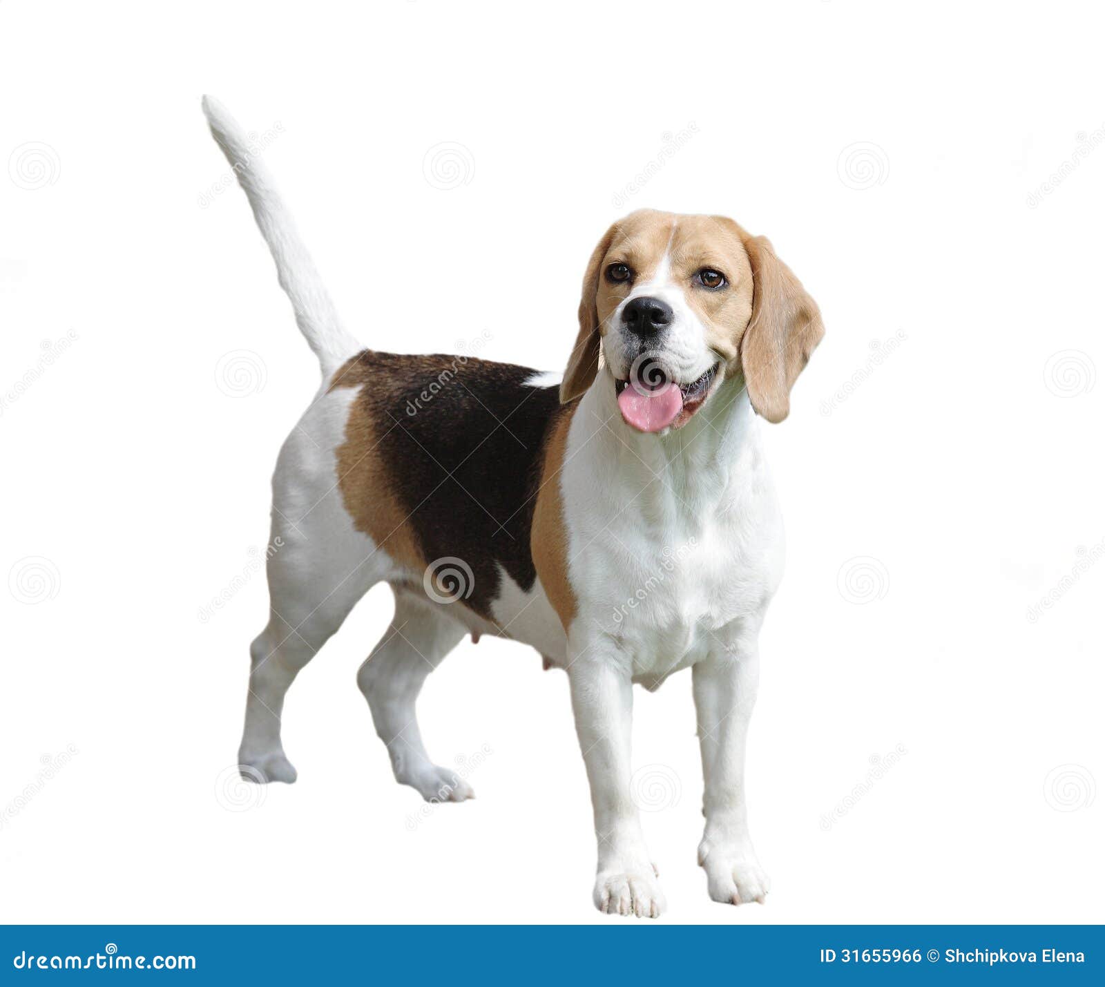 Perro de la raza un beagle foto de archivo. Imagen de casta - 31655966