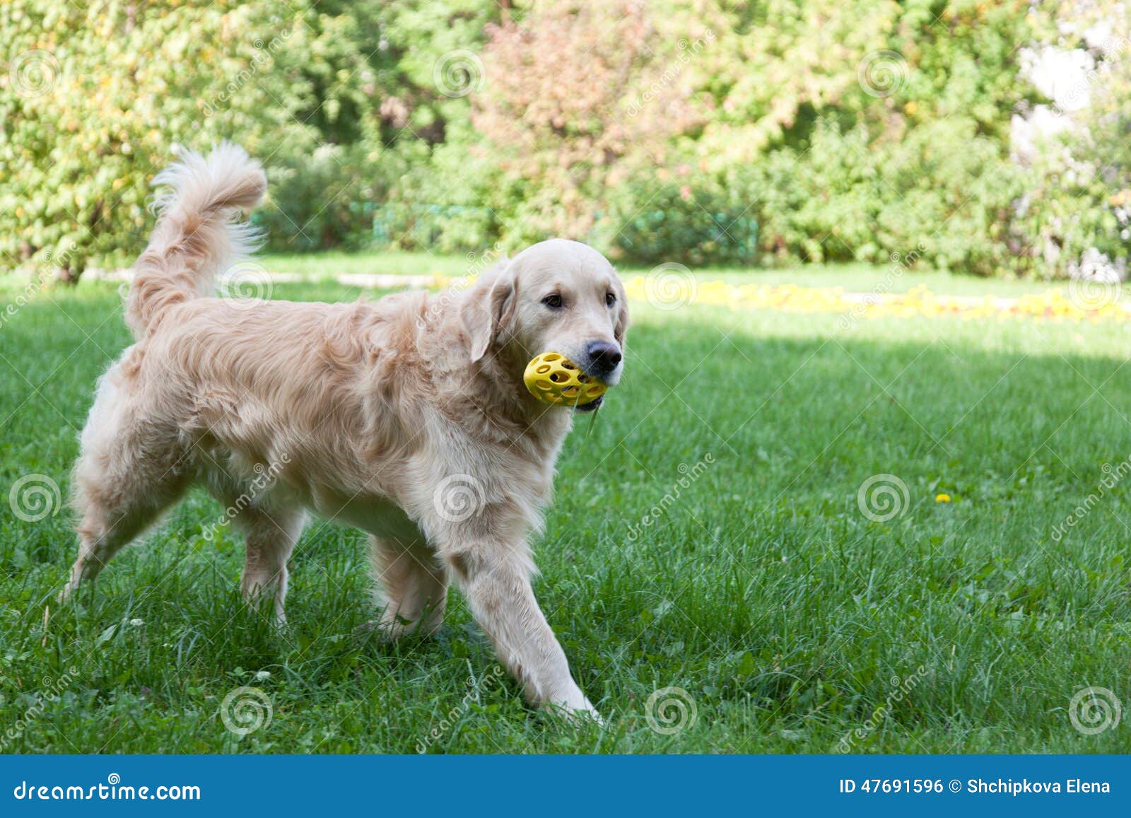 Perro De La Raza Un Golden Retriever Foto de archivo - Imagen de ...