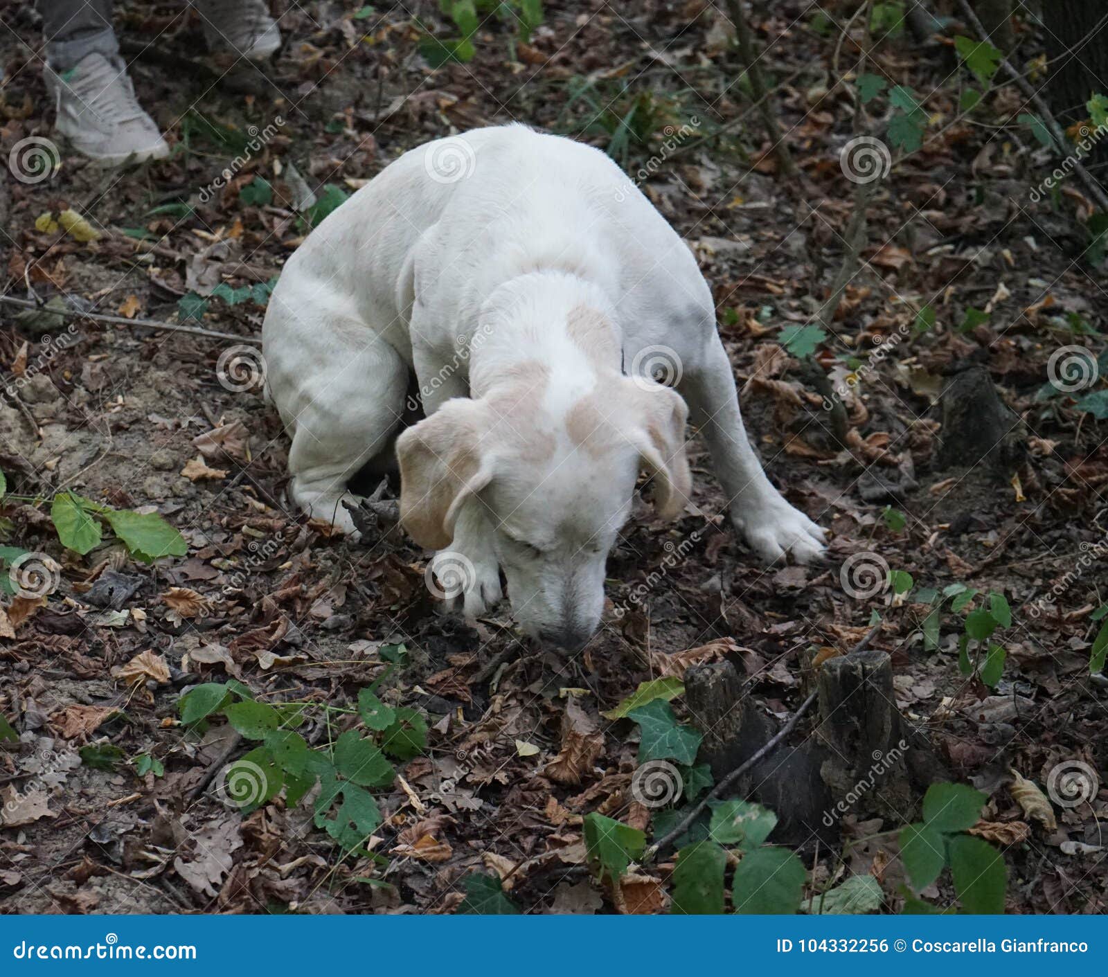 Perro De La Trufa En El Langhe Foto de archivo - Imagen de sabroso ...