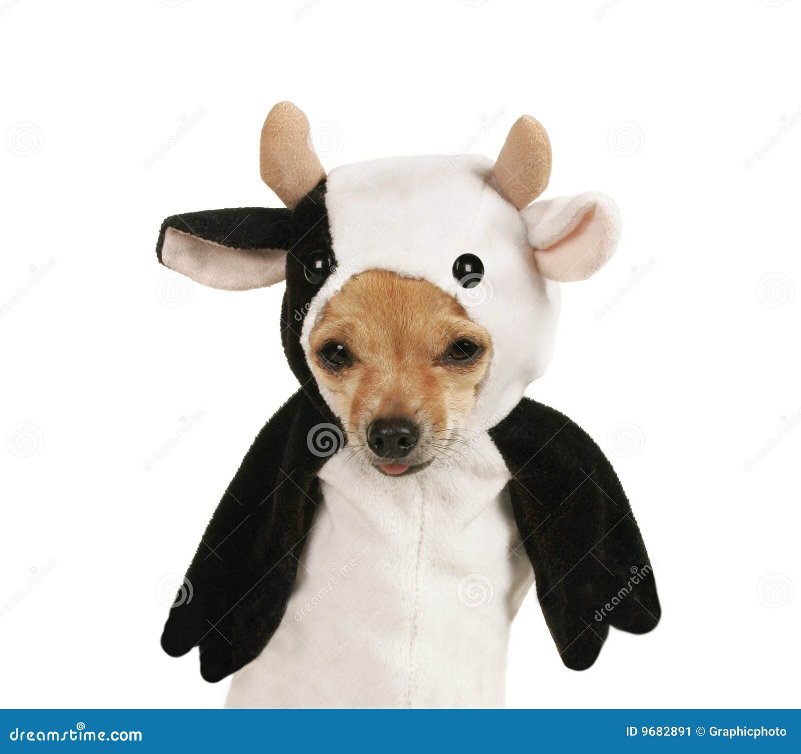 Perro de la vaca imagen de archivo. Imagen de becerro - 9682891