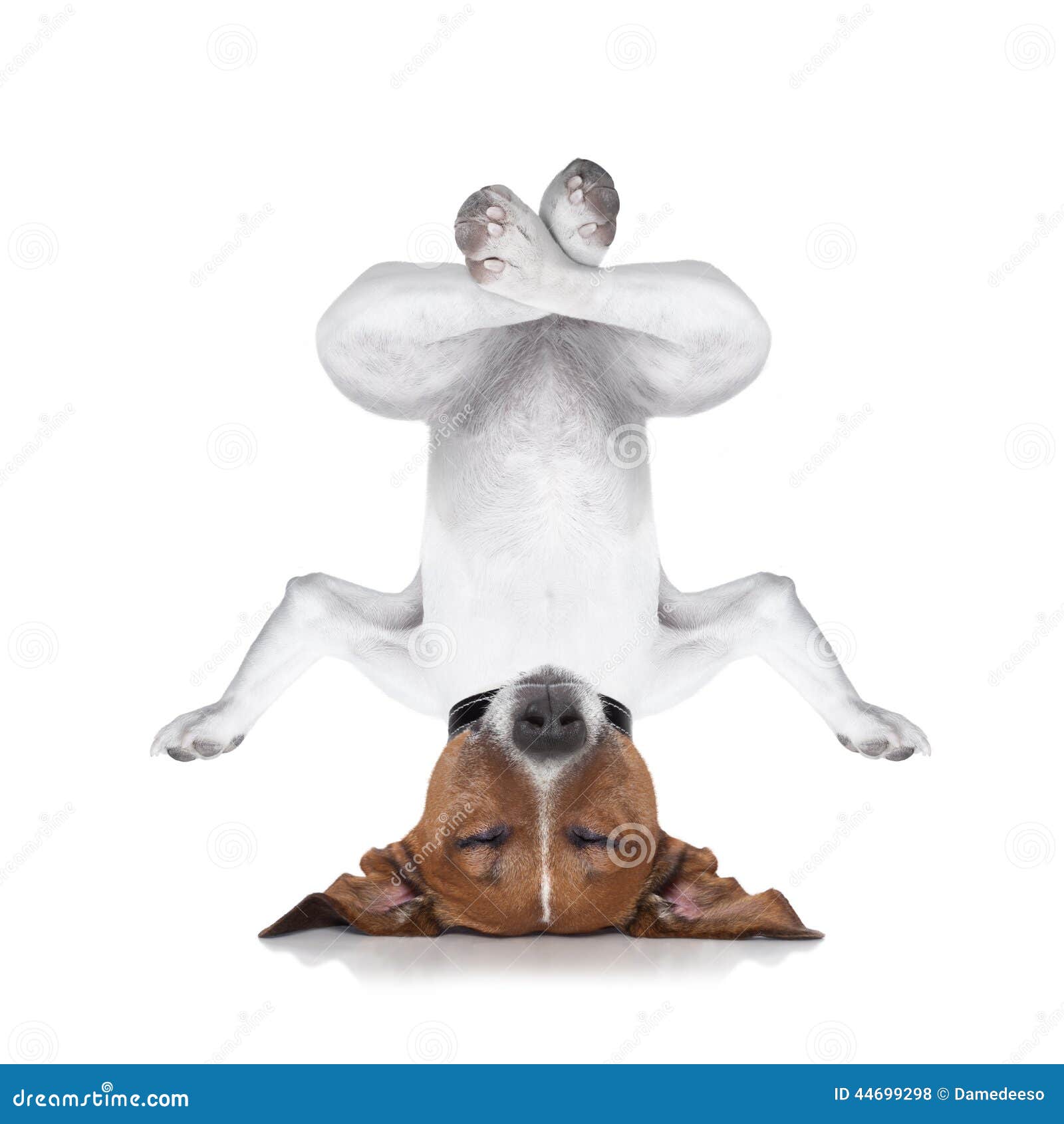 Perro de la yoga foto de archivo. Imagen de pista, divertido - 44699298