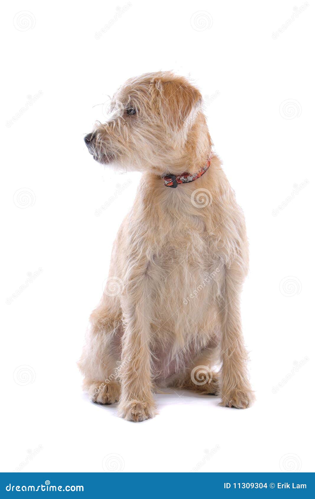 Perro de Labradoodle foto de archivo. Imagen de giro - 11309304