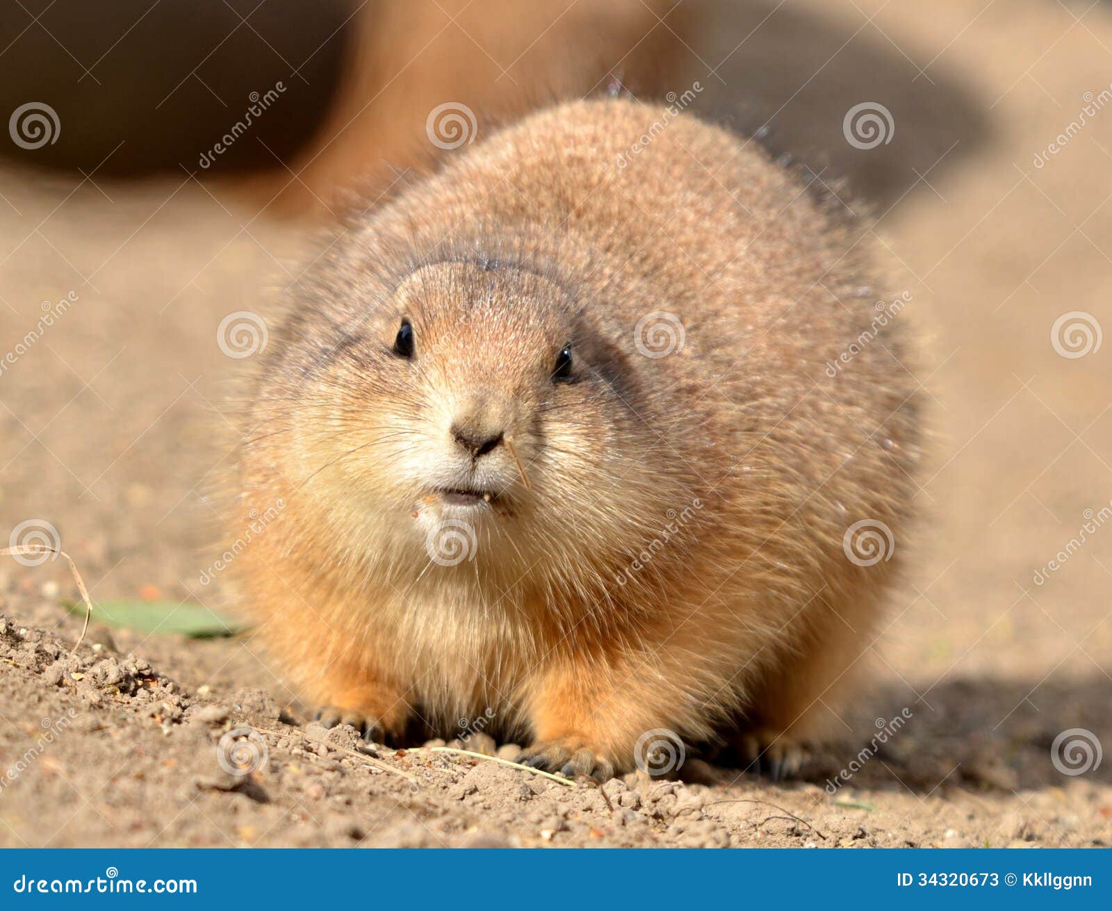 Perro de las praderas imagen de archivo. Imagen de matorral - 34320673