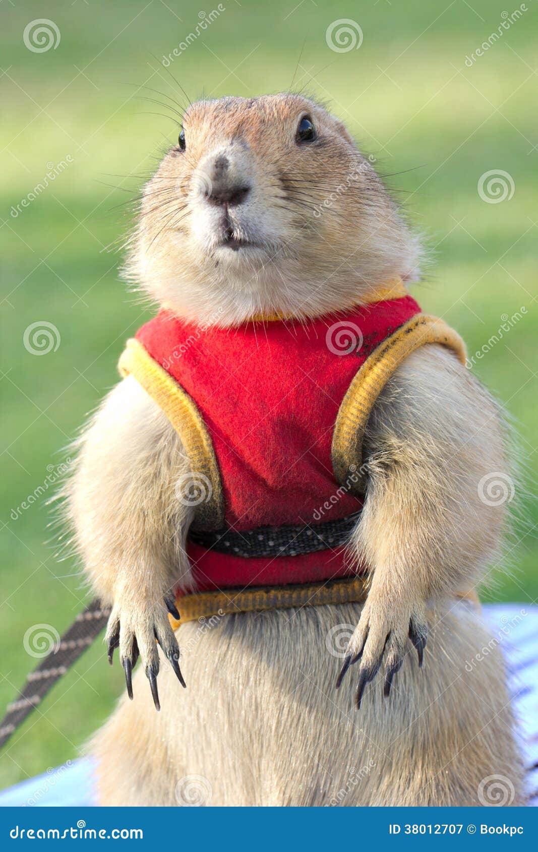 Colorado Tiene Perros De La Pradera