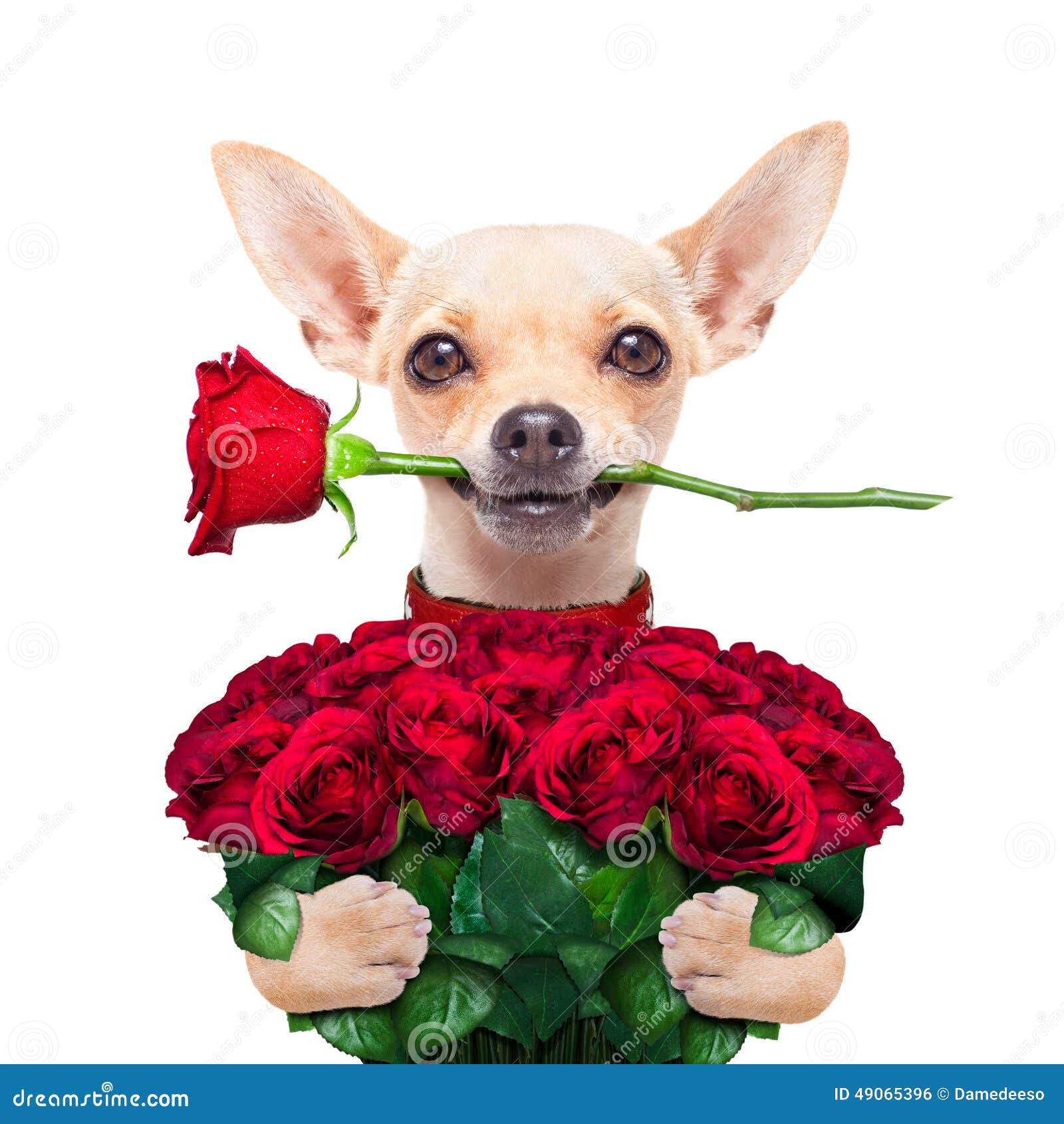 Perro De Las Tarjetas Del Día De San Valentín Foto de archivo - Imagen ...