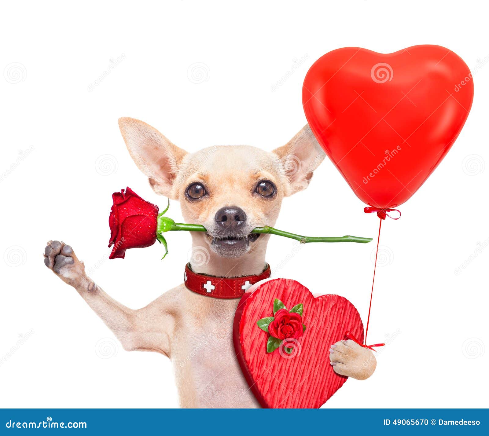 Perro De Las Tarjetas Del Día De San Valentín Foto de archivo - Imagen ...