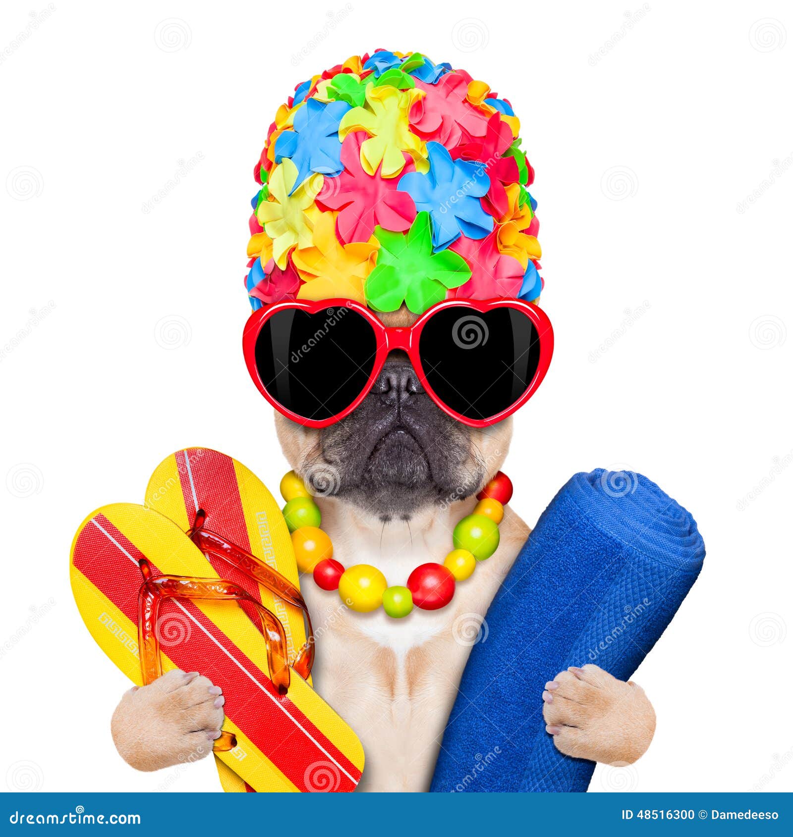 Perro De Las Vacaciones De Verano Foto de archivo - Imagen de piscina ...