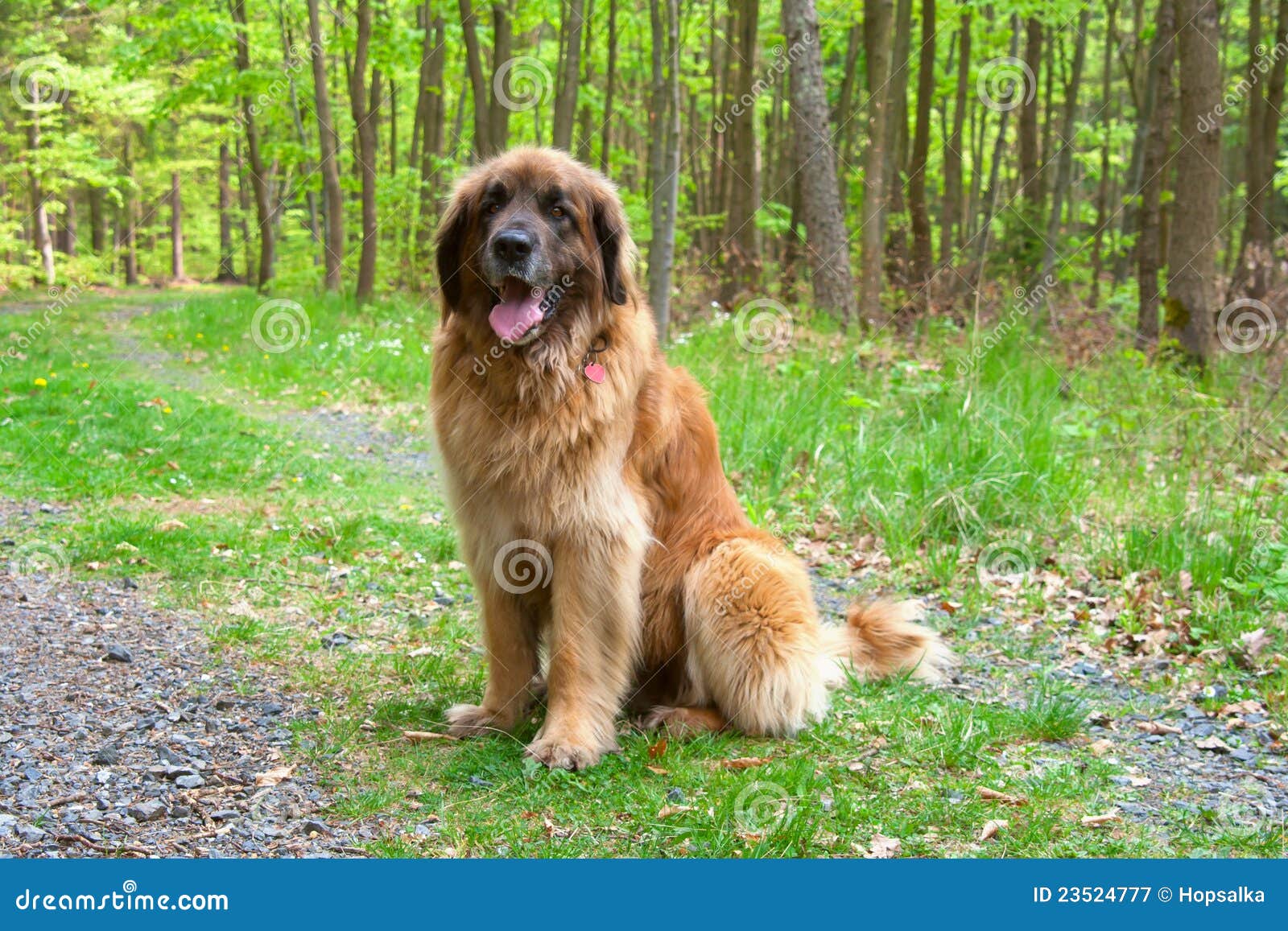 Perro de Leonberger imagen de archivo. Imagen de tirador - 23524777
