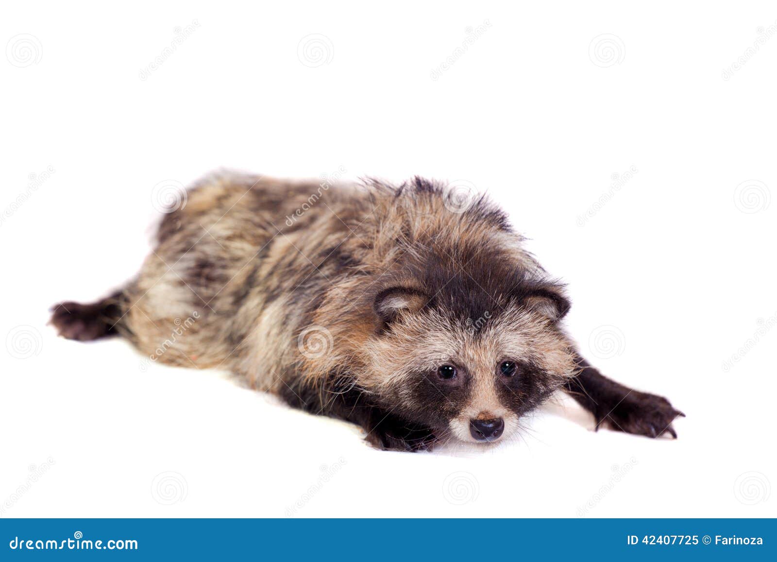 Perro De Mapache En El Fondo Blanco Imagen de archivo - Imagen de ...