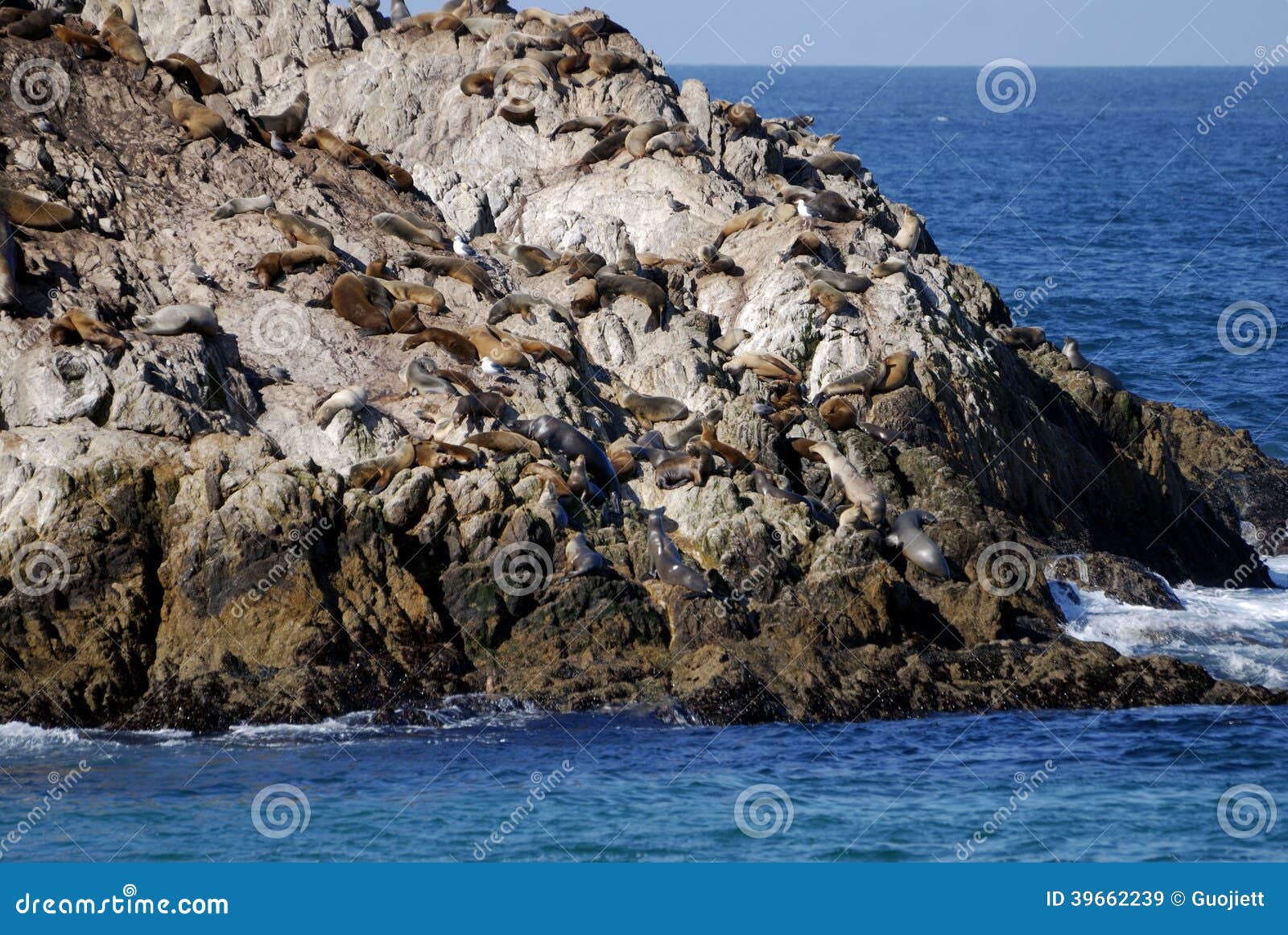 Perro de mar imagen de archivo. Imagen de grupo, ondas - 39662239