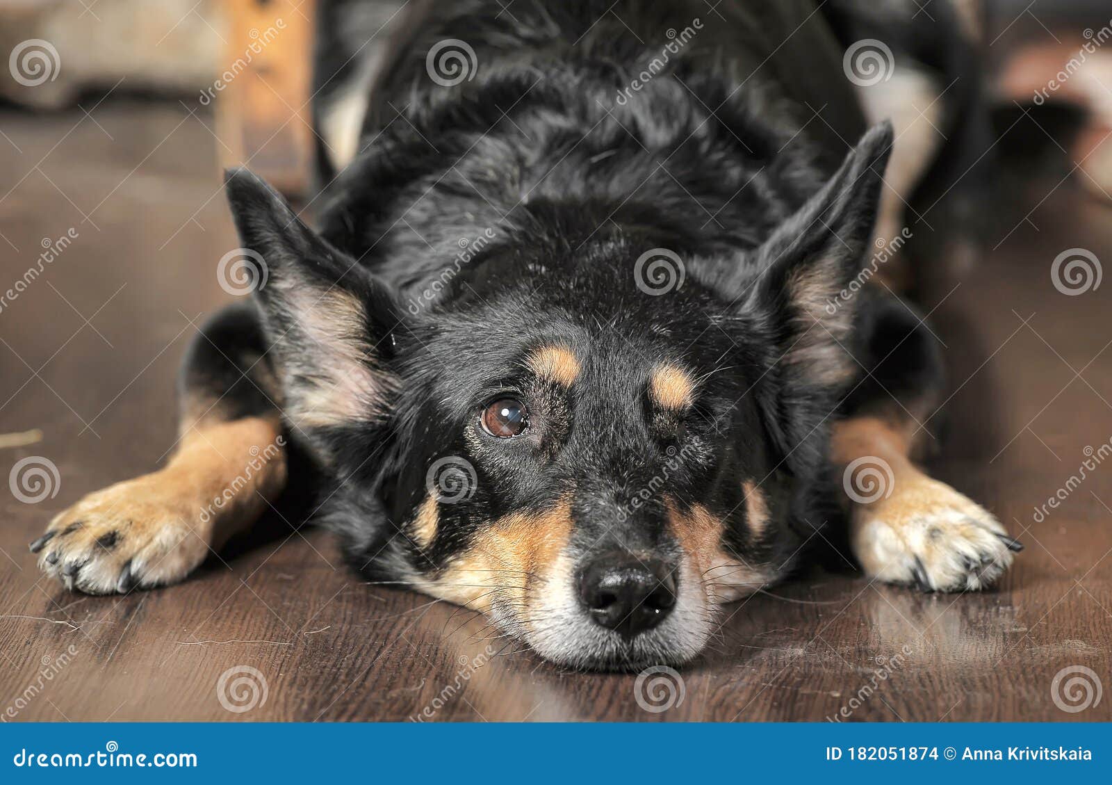 Perro De Mongrel Tirado En El Suelo Foto de archivo - Imagen de perrito ...