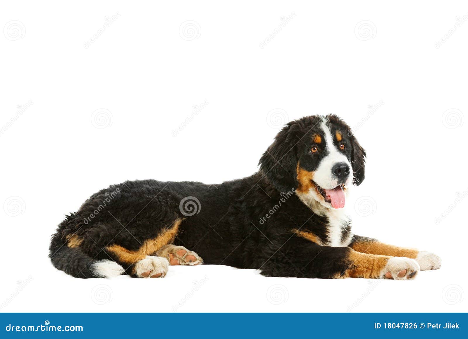 Perro De Montaña Bernese Del Perrito Foto de archivo - Imagen de ...