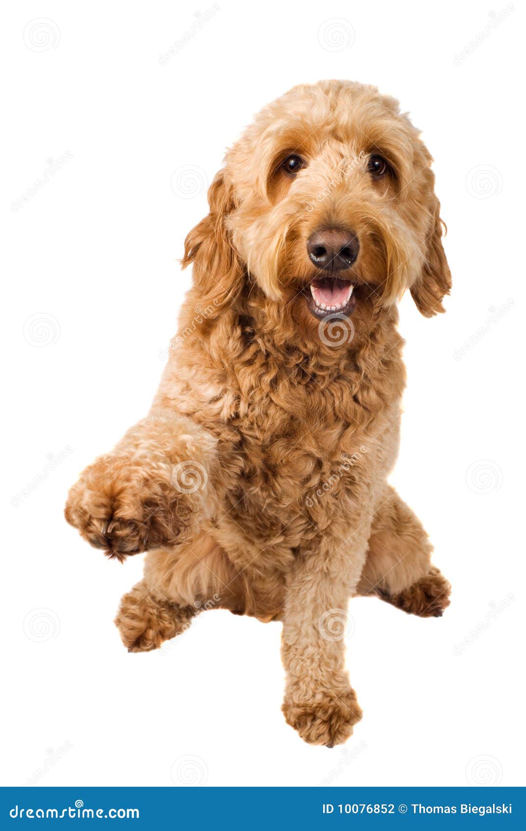 Perro de oro del Doodle foto de archivo. Imagen de sonriente - 10076852