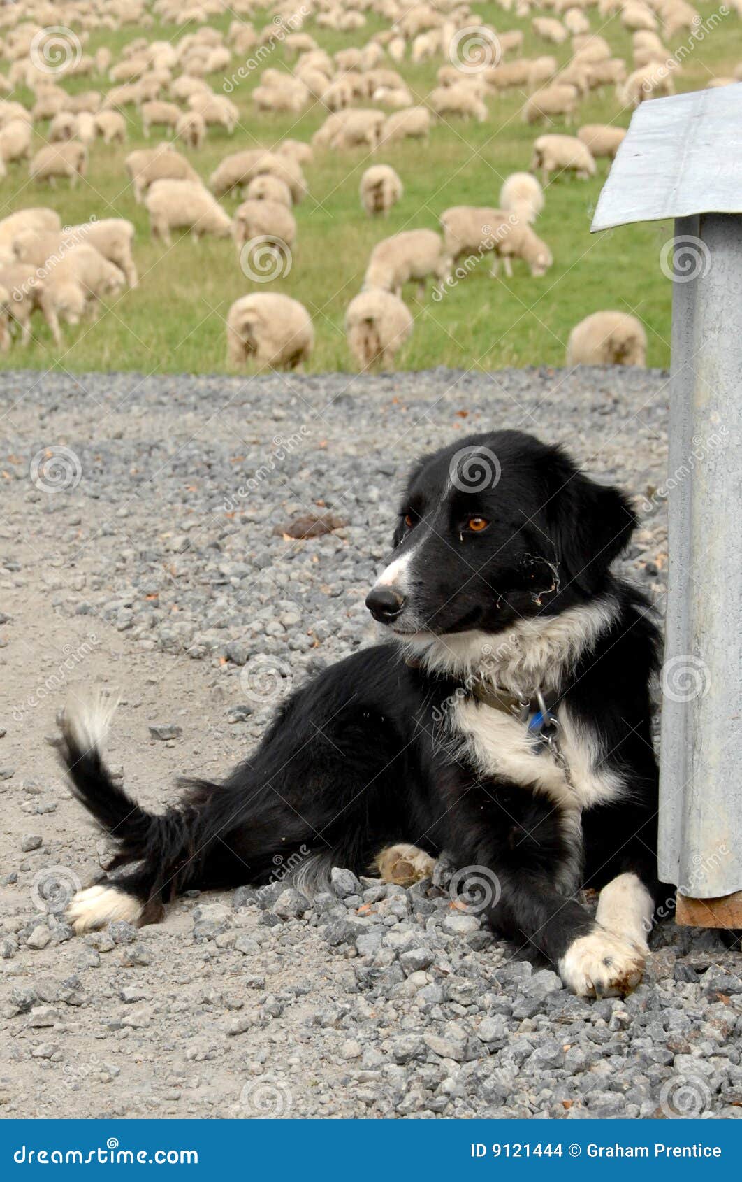 Perro de ovejas en granja foto de archivo. Imagen de australia - 9121444