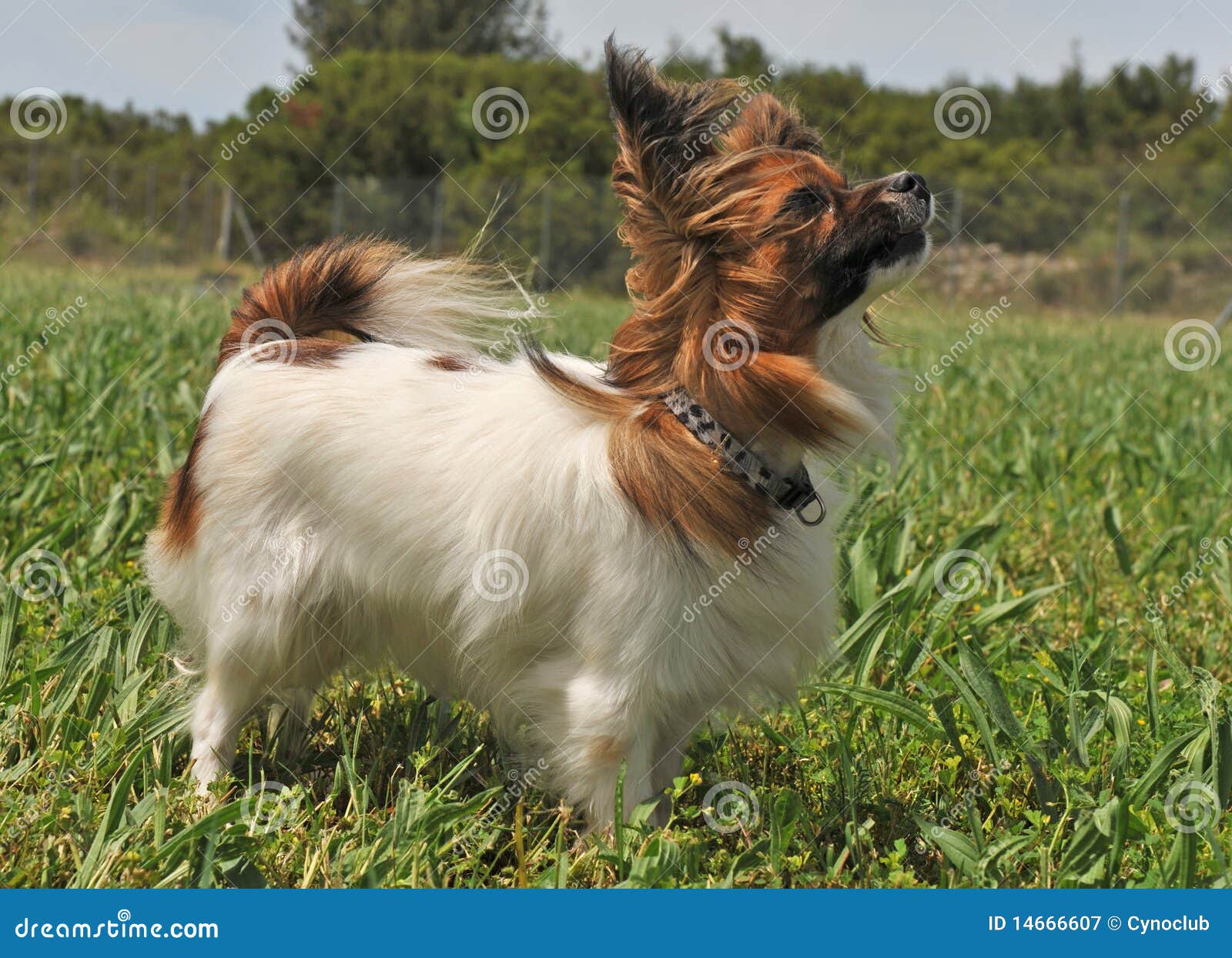 Perro de Papillon imagen de archivo. Imagen de exterior - 14666607