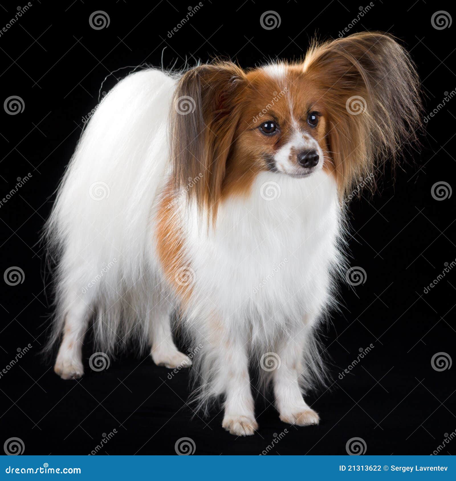 Perro de Papillon foto de archivo. Imagen de perrito - 21313622