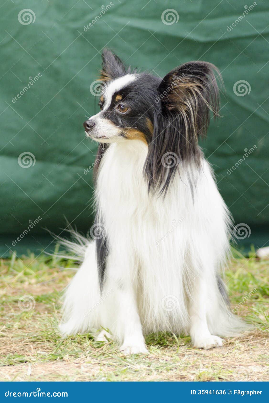Perro de Papillon foto de archivo. Imagen de lindo, perritos - 35941636