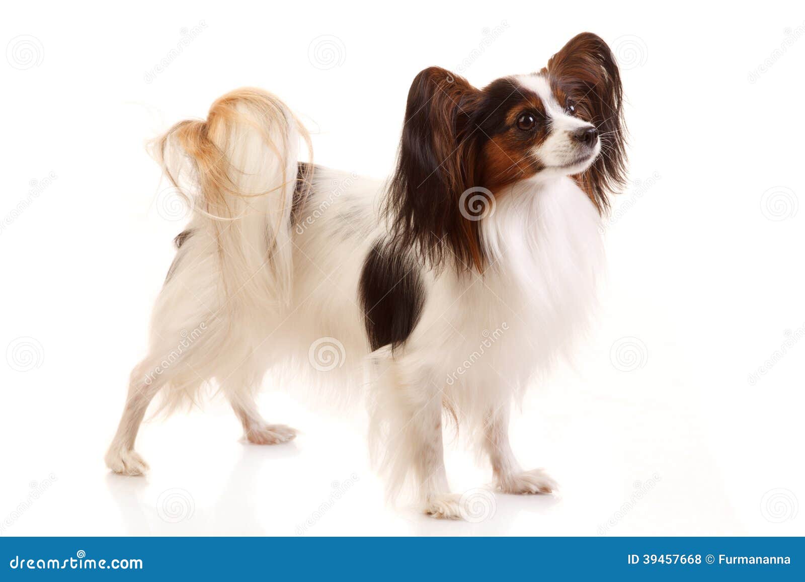 Perro de Papillon foto de archivo. Imagen de canino, animales - 39457668