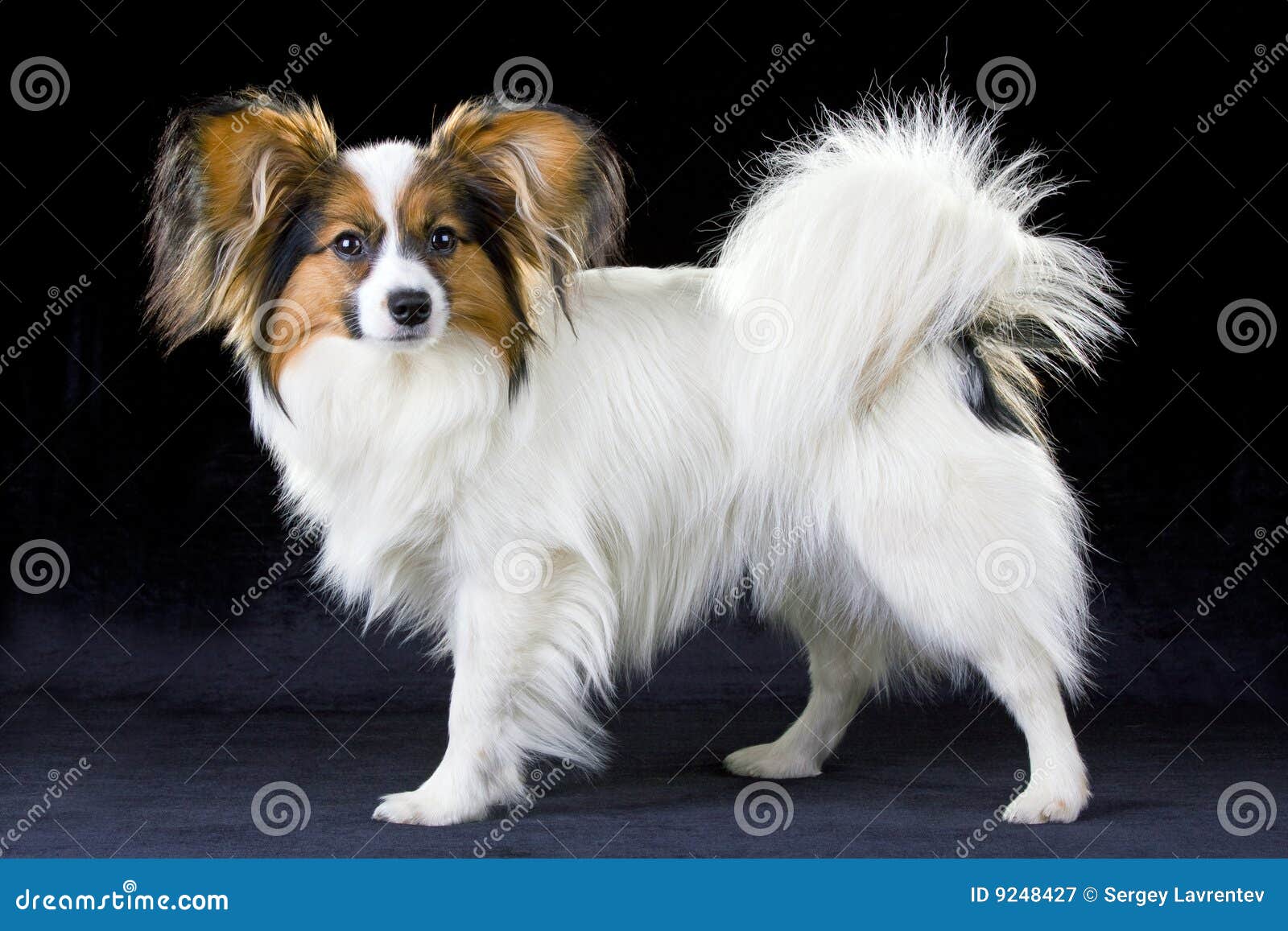 Perro de Papillon imagen de archivo. Imagen de estudio - 9248427