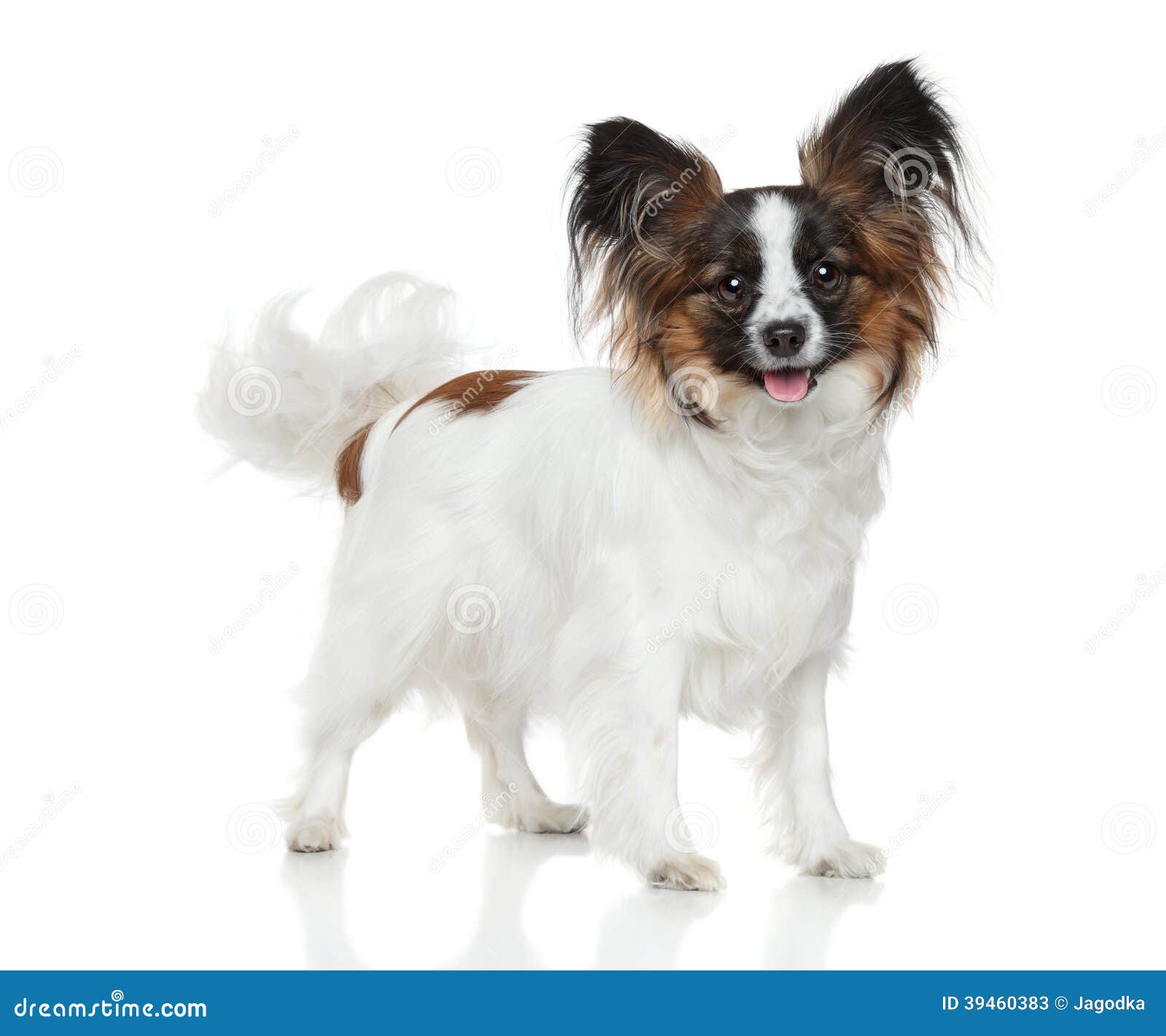 Perro De Papillon (Toy Spaniel Continental) Imagen de archivo - Imagen ...