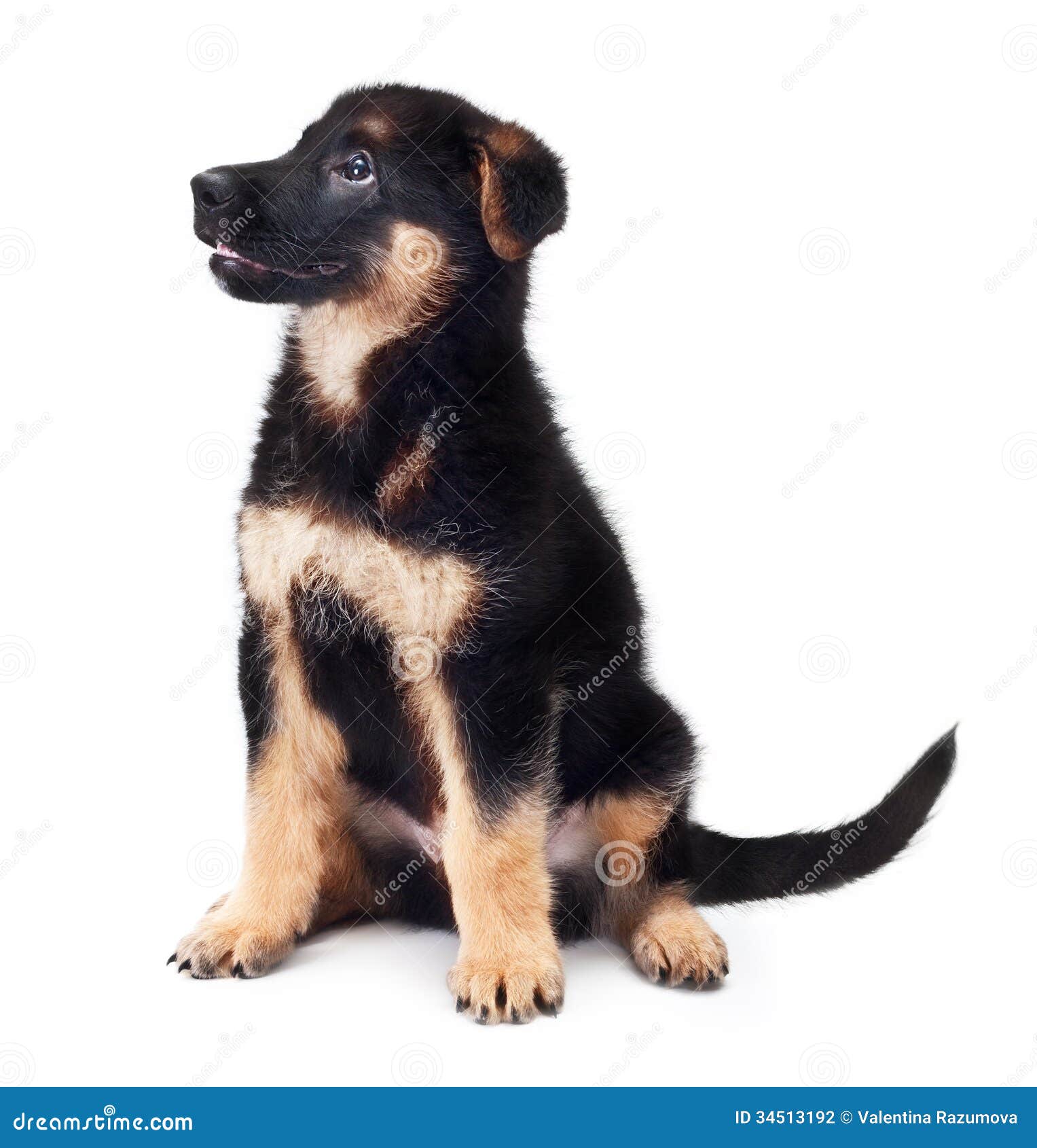 Perro De Pastor Alemán Del Perrito. Foto de archivo - Imagen de perro ...