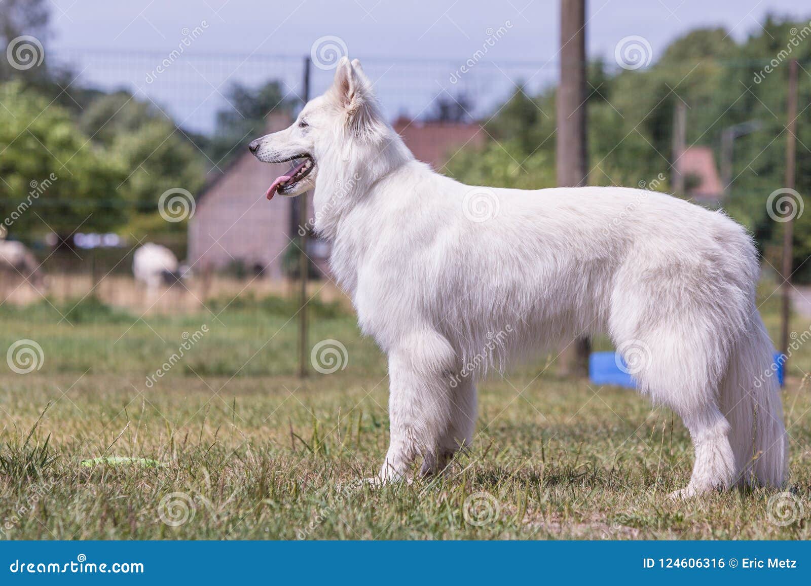 Perro De Pastor Blanco Suizo Foto de archivo - Imagen de afuera, tronco ...