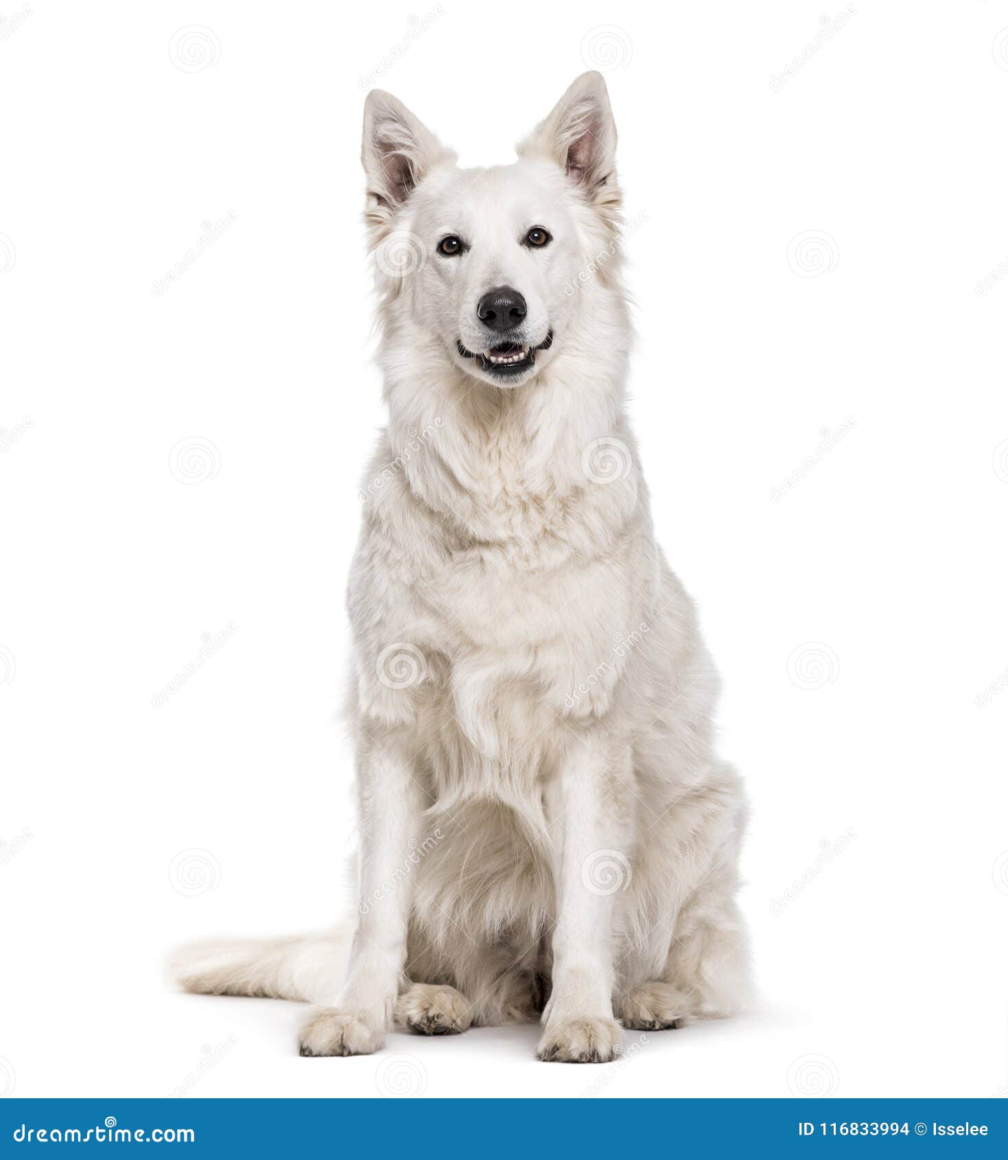 Perro De Pastor Blanco Suizo, 4 Años Foto de archivo - Imagen de corte ...